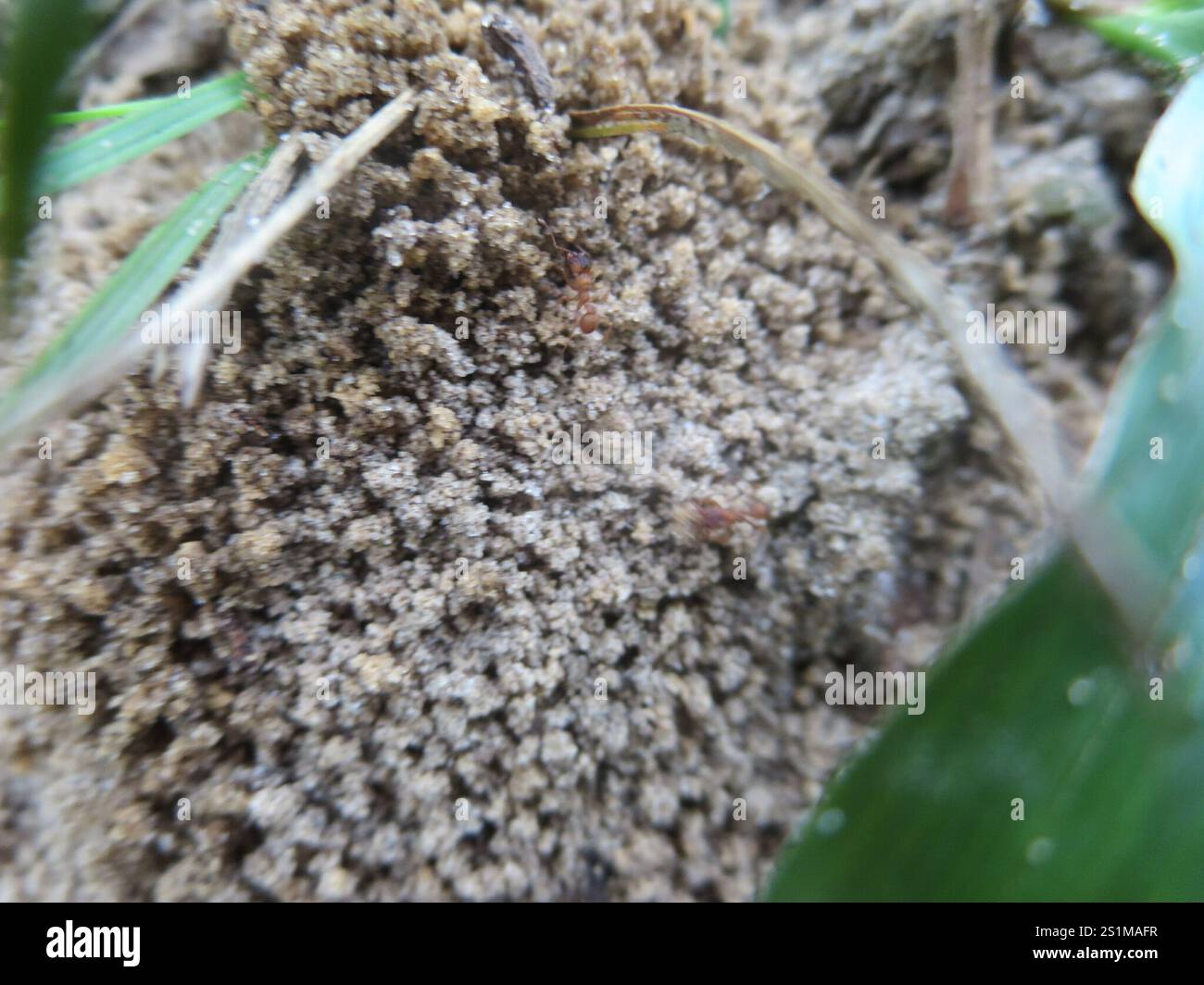 Northern Fungus-farming Ant (Trachymyrmex septentrionalis Stock Photo ...