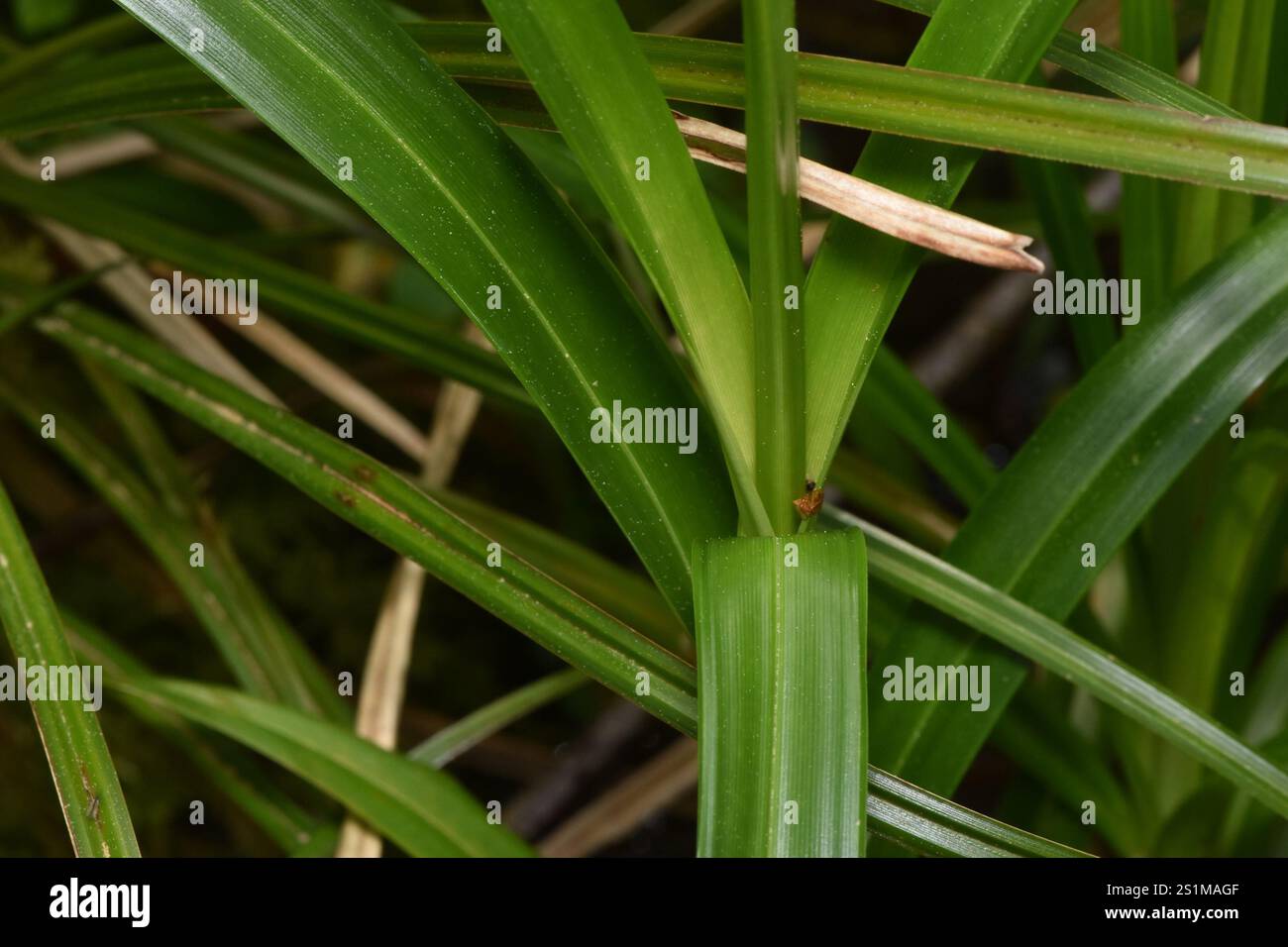 Panicled Bulrush (Scirpus microcarpus Stock Photo - Alamy