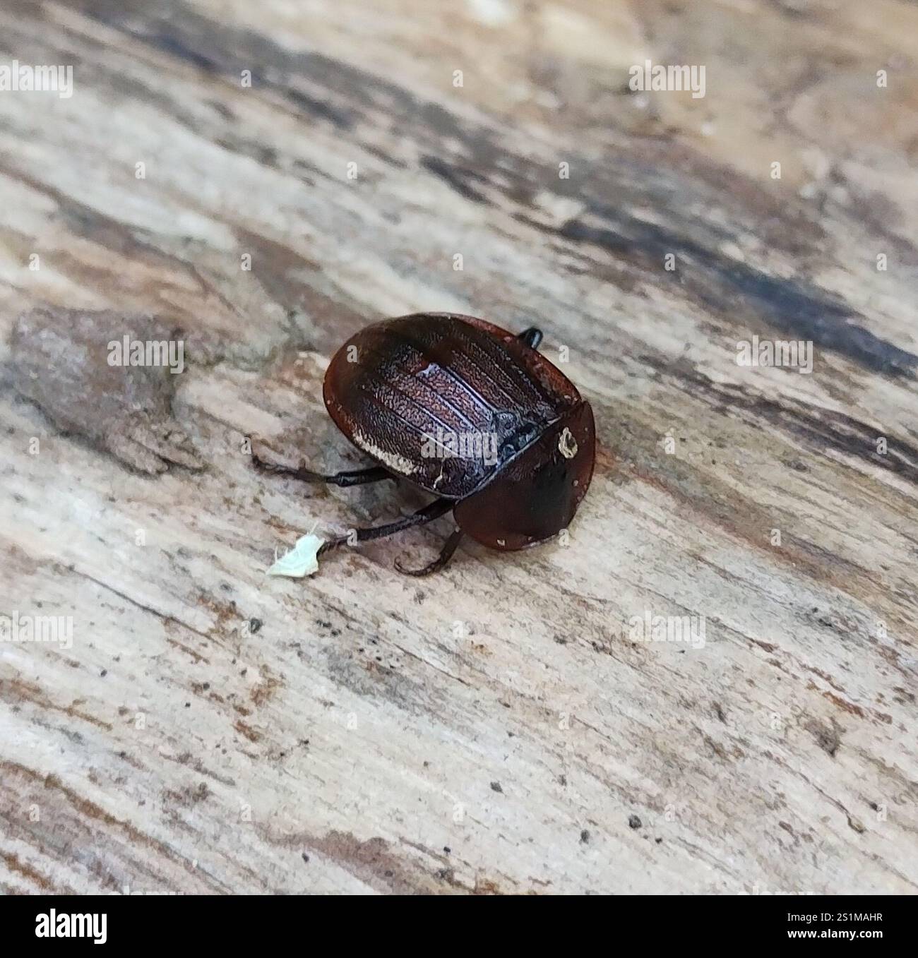 Black snail beetle (Phosphuga atrata Stock Photo - Alamy