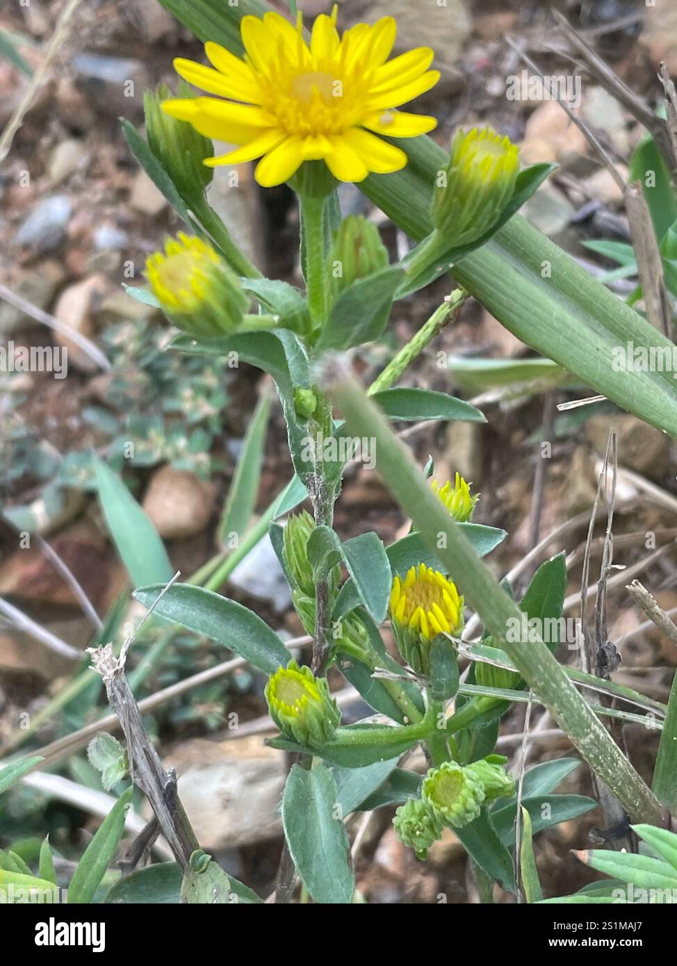 Maryland golden-aster (Chrysopsis mariana Stock Photo - Alamy