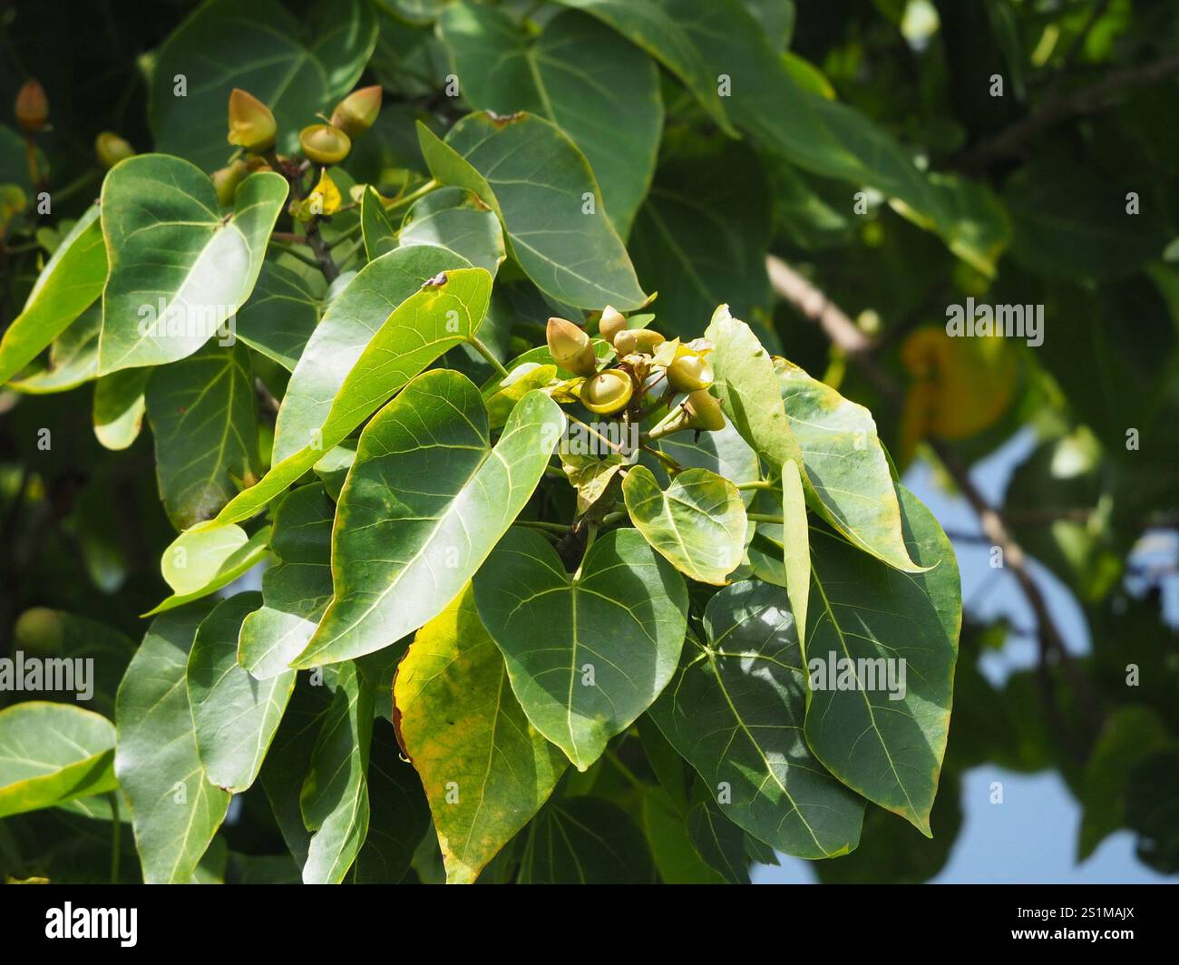 Portia tree (Thespesia populnea Stock Photo - Alamy