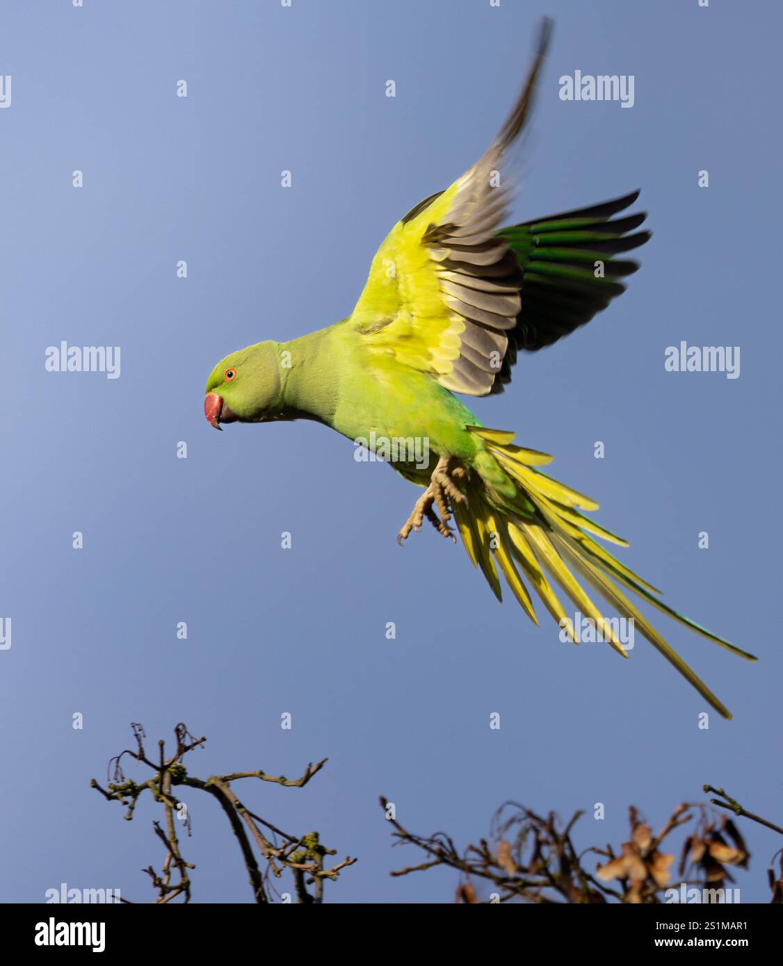 Flying ring-necked parakeet in the air with blue background Stock Photo ...