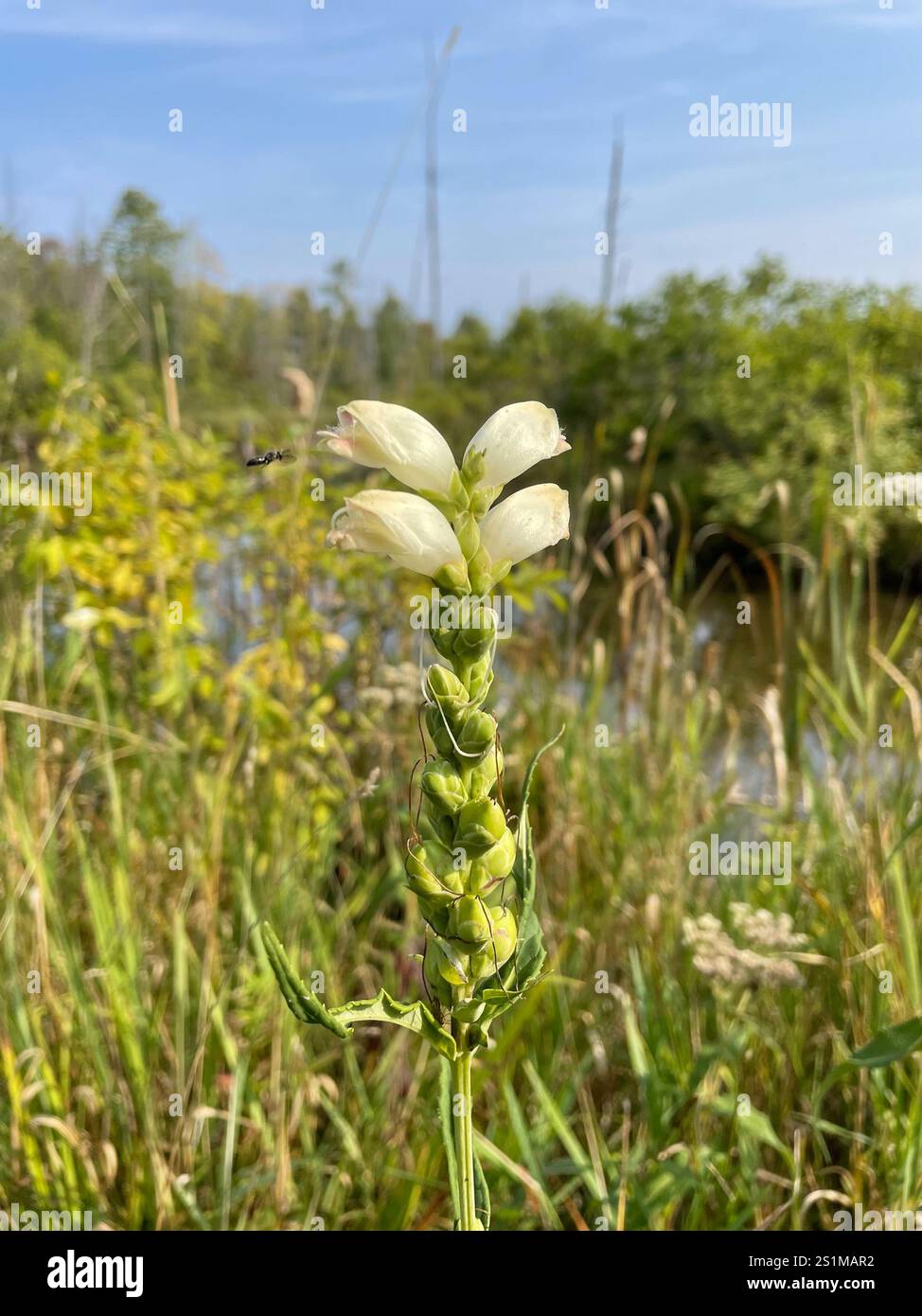 white turtlehead (Chelone glabra Stock Photo - Alamy