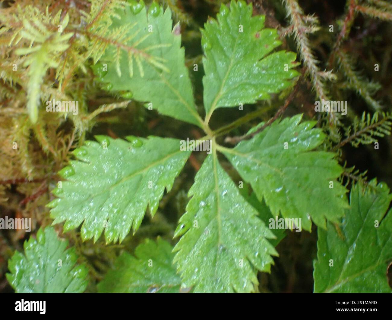 Five-leaf Dwarf Bramble (Rubus pedatus Stock Photo - Alamy