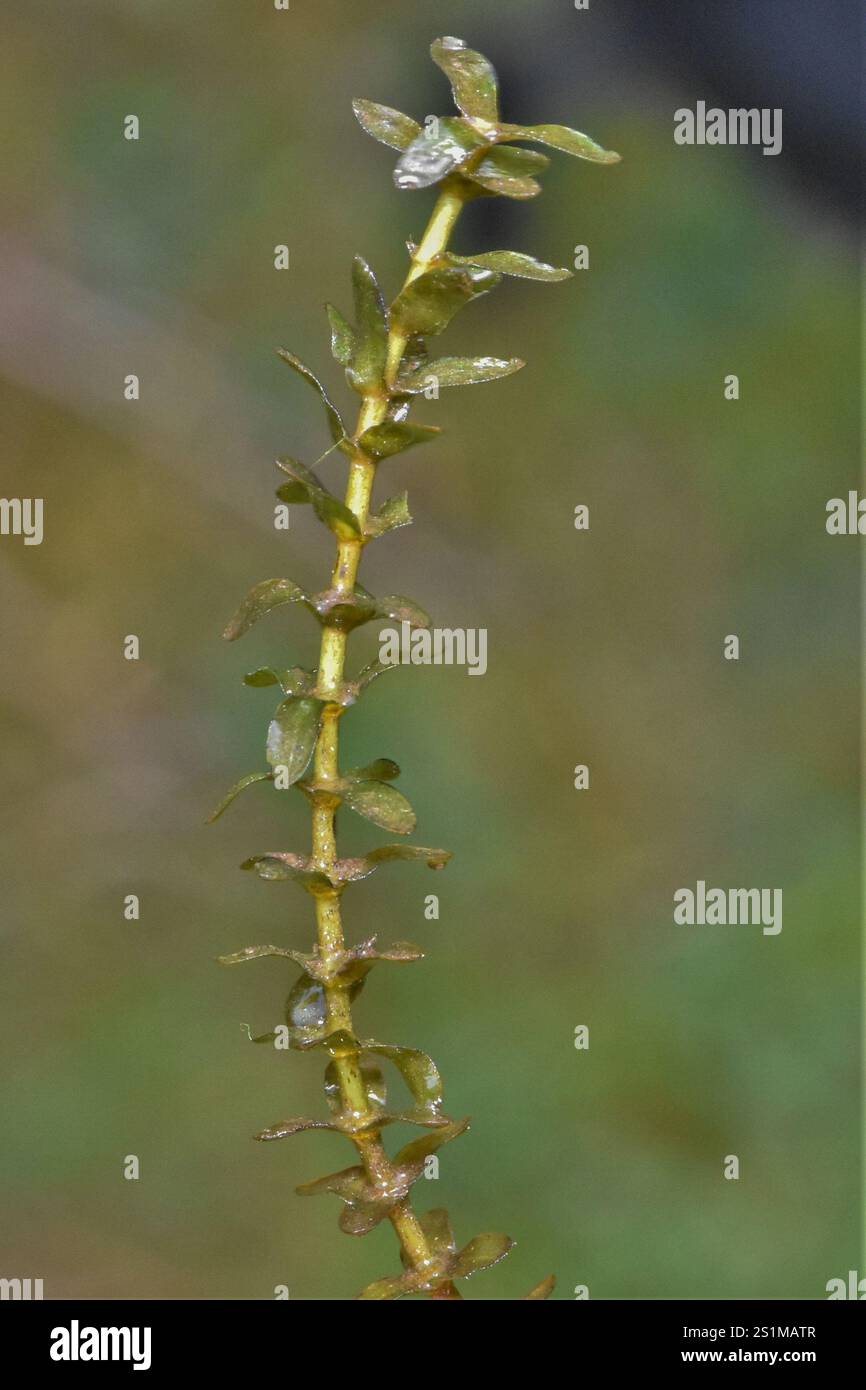 Canadian Waterweed (Elodea canadensis Stock Photo - Alamy