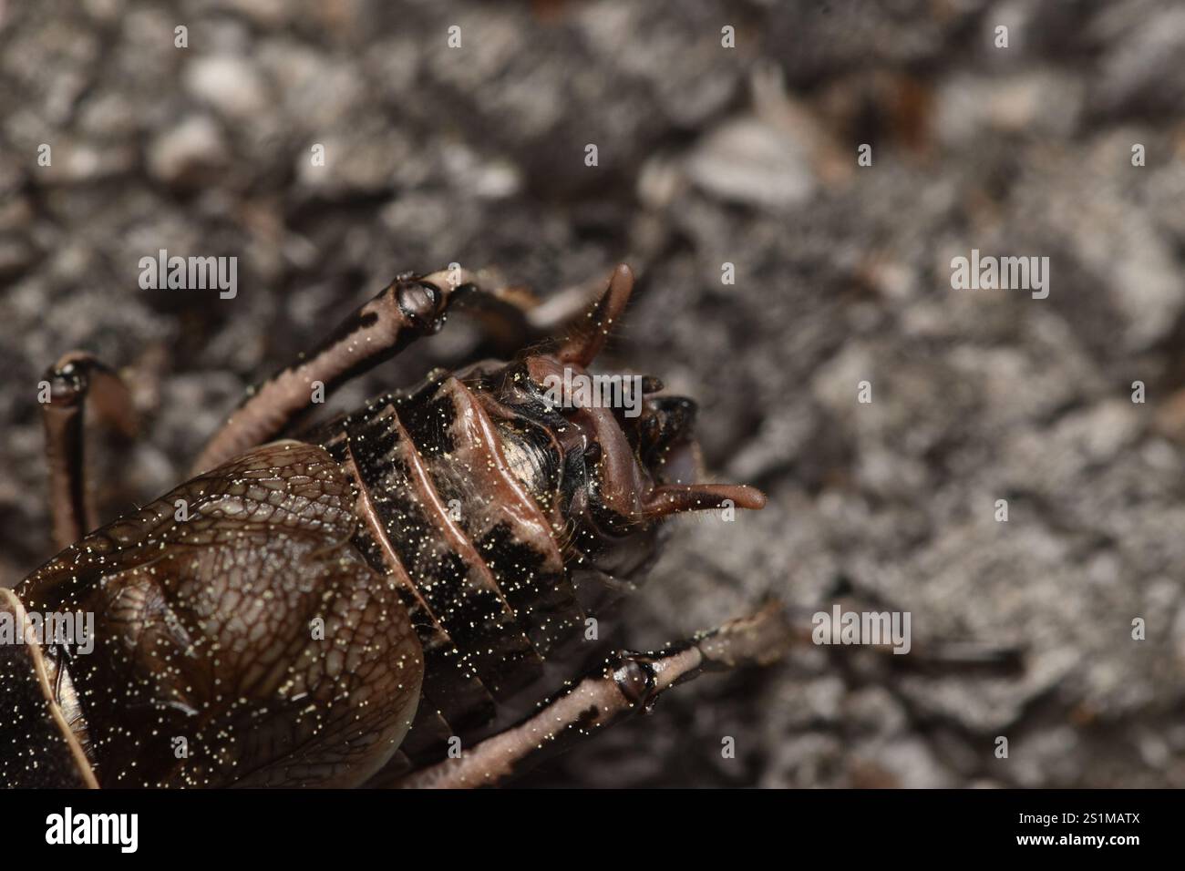 Great Grig (Cyphoderris monstrosa Stock Photo - Alamy