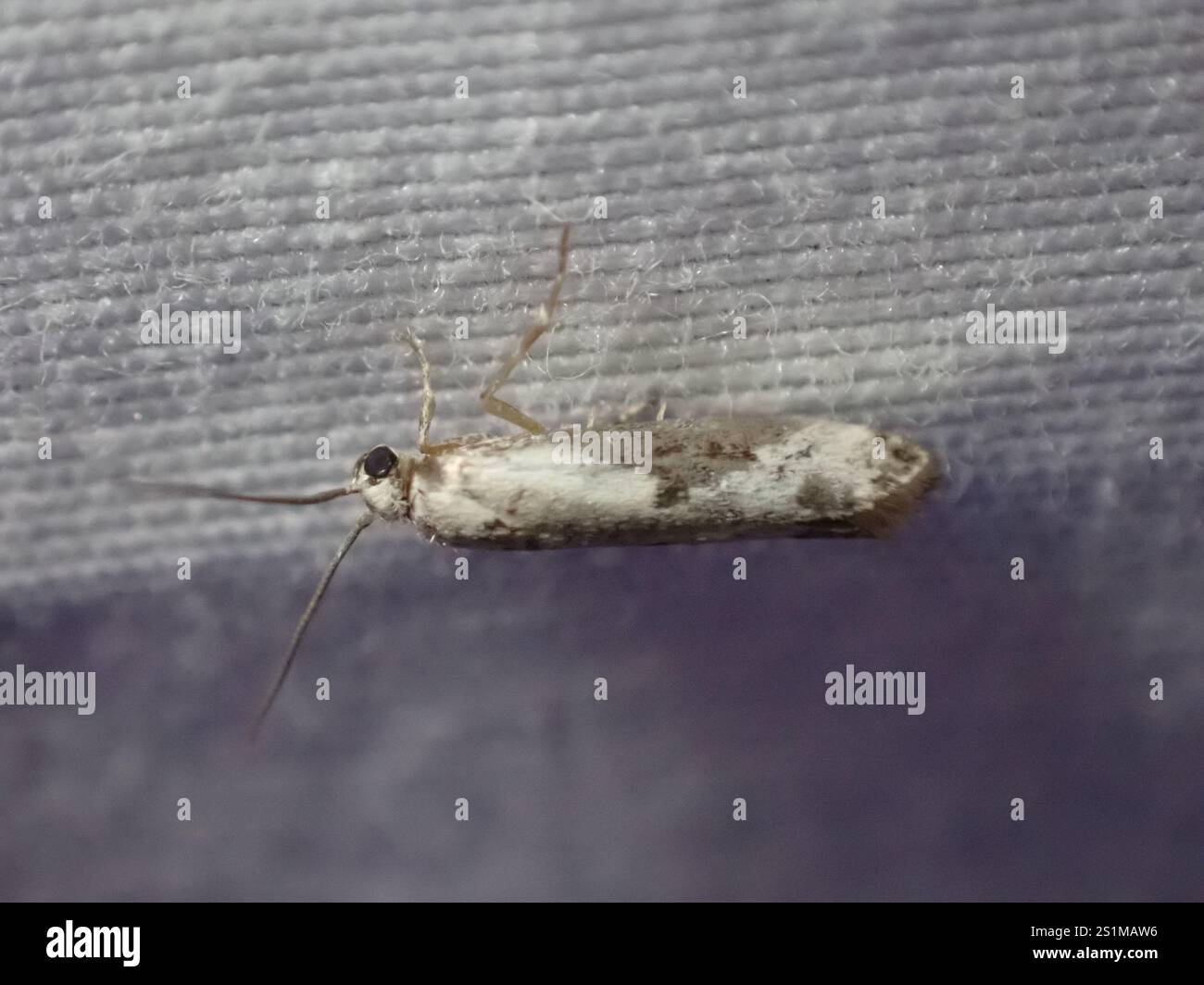 Ash Bud Moth (Prays fraxinella Stock Photo - Alamy