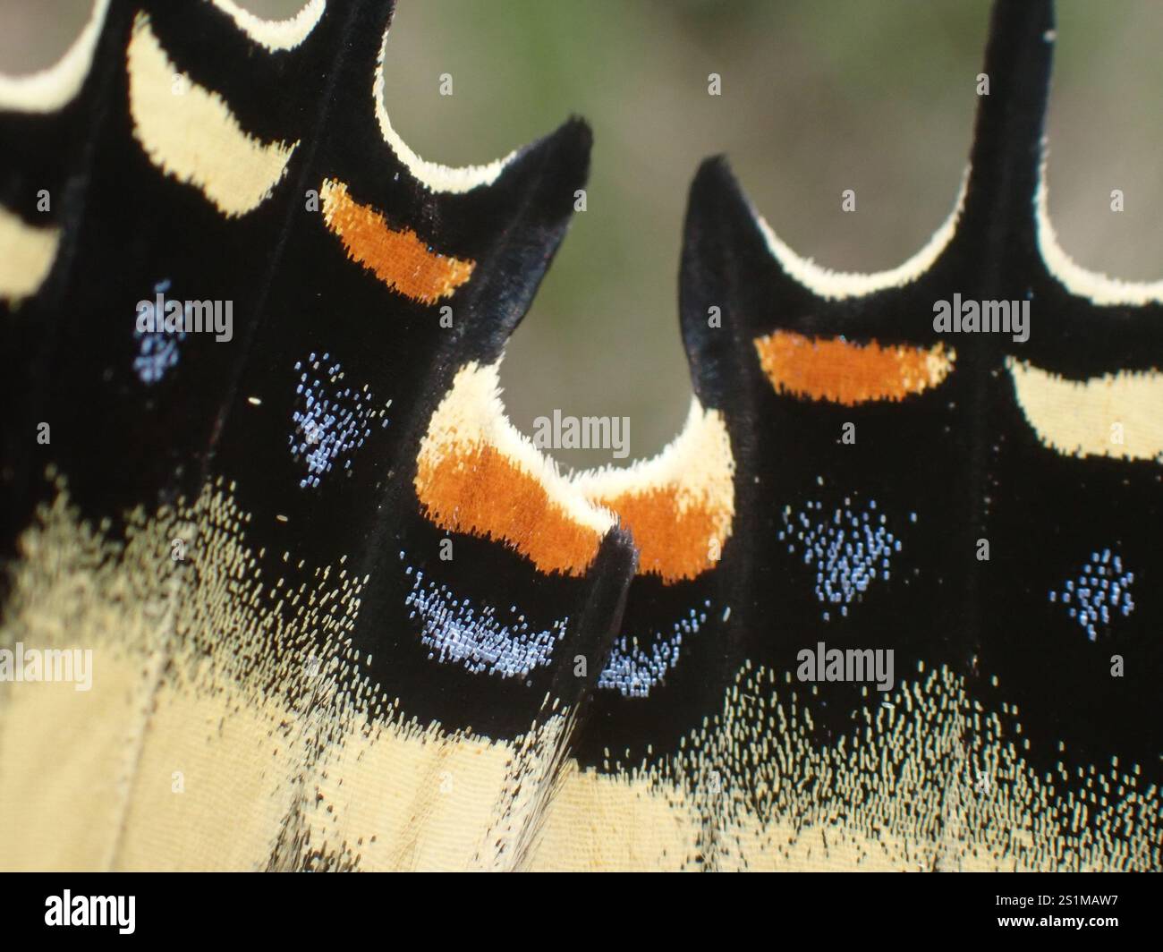 Two-tailed Swallowtail (Papilio multicaudata Stock Photo - Alamy