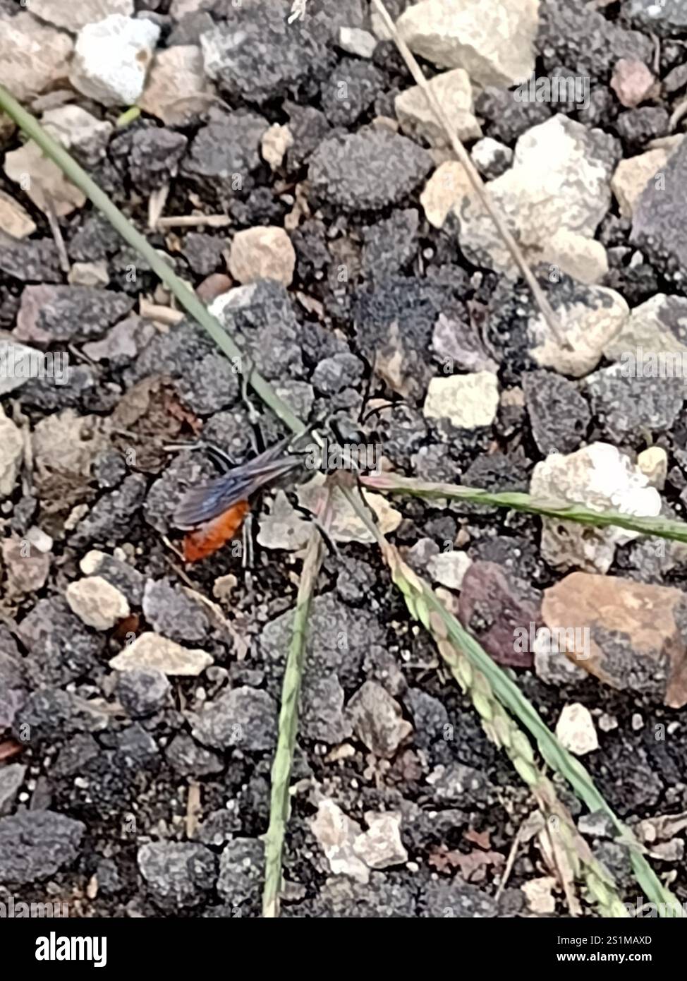 Ants, Bees, and Stinging Wasps (Aculeata Stock Photo - Alamy