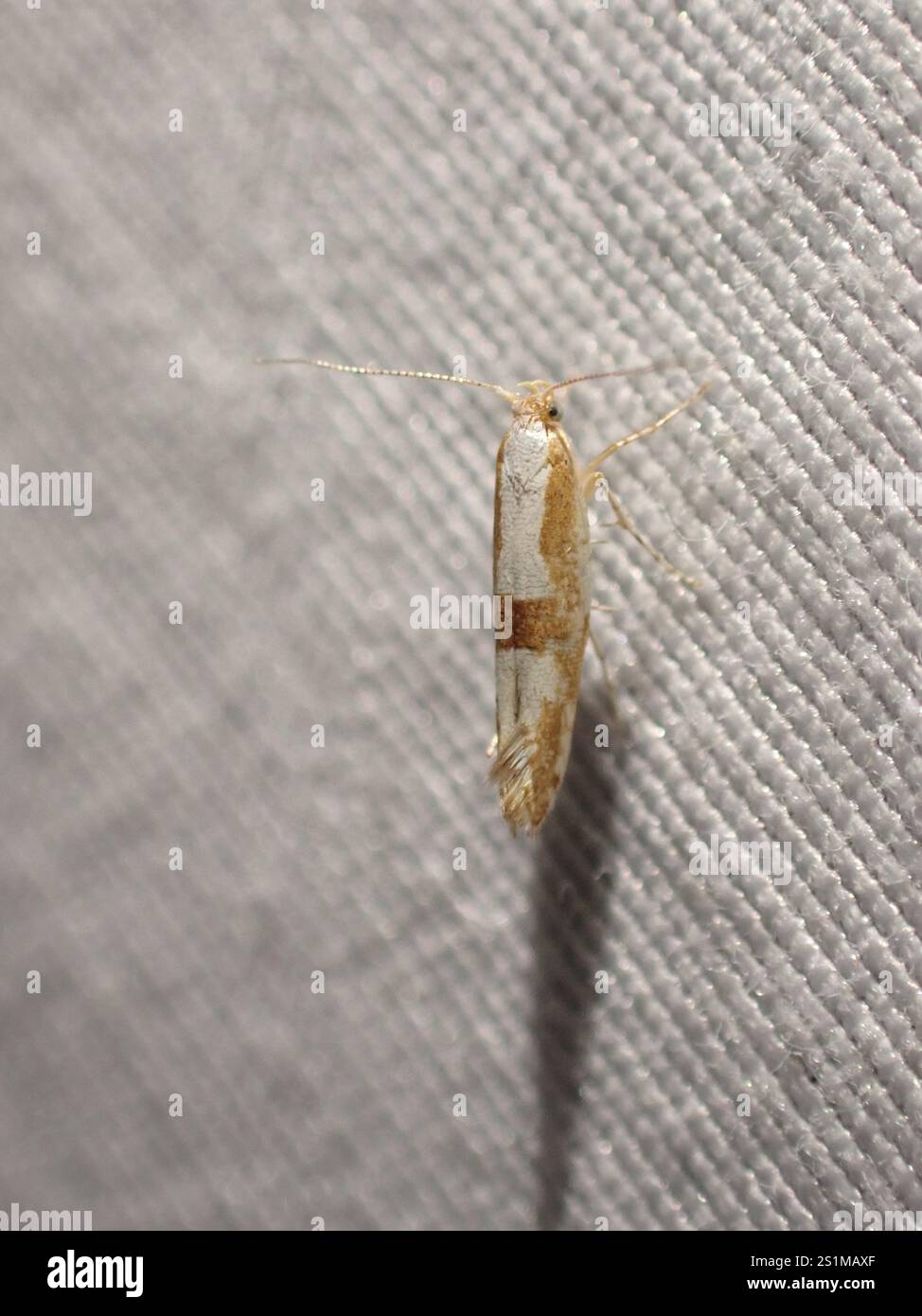 Cherry Fruit Moth (Argyresthia pruniella Stock Photo - Alamy
