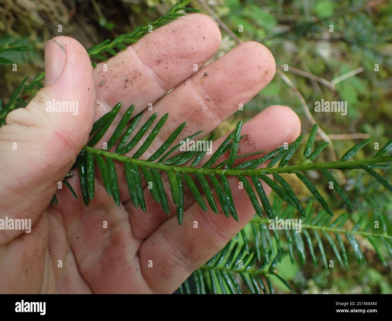Pacific yew (Taxus brevifolia Stock Photo - Alamy