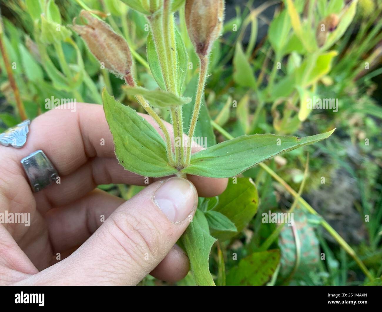 Lewis' monkeyflower (Erythranthe lewisii Stock Photo - Alamy