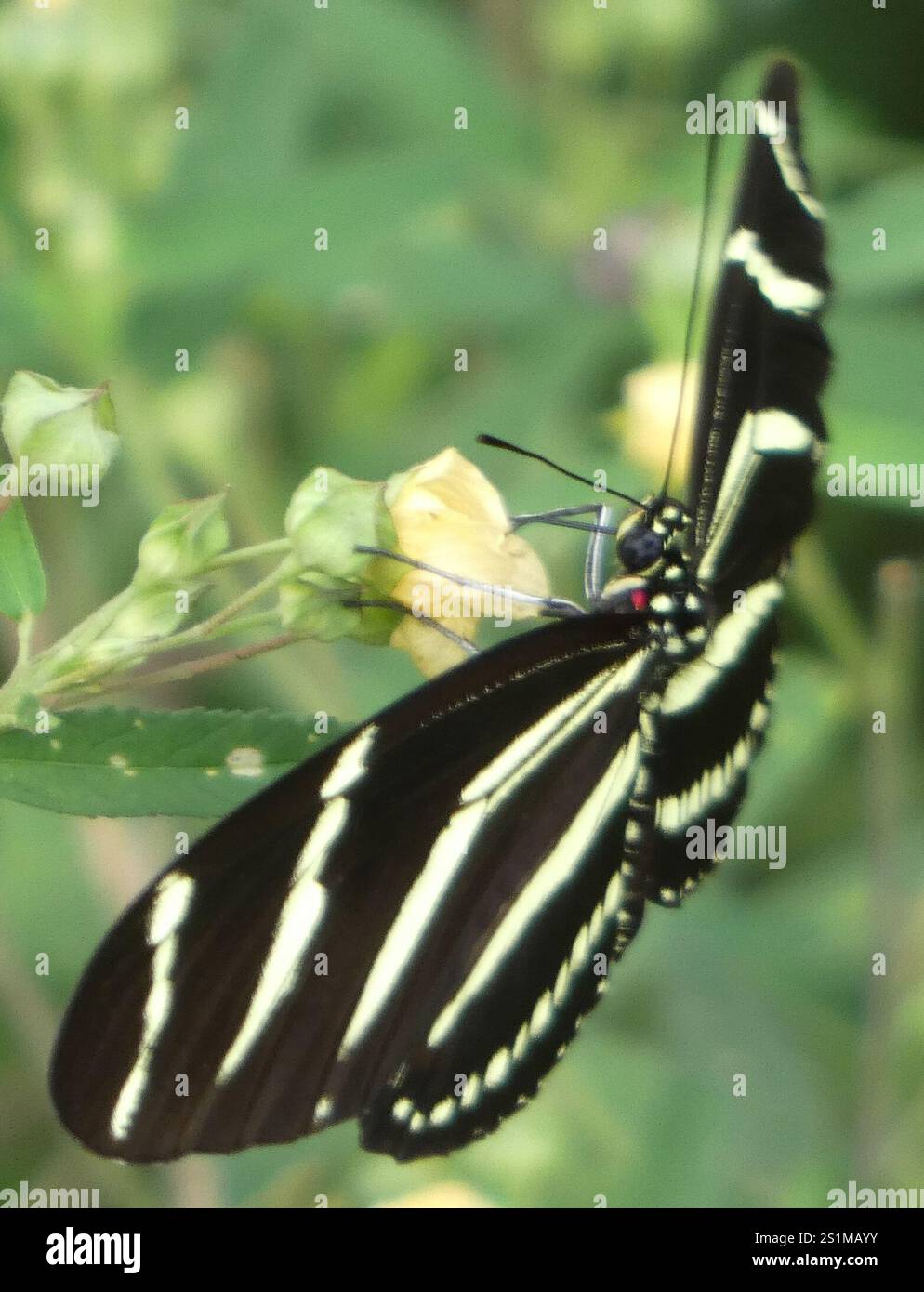 Zebra Longwing (Heliconius charithonia Stock Photo - Alamy