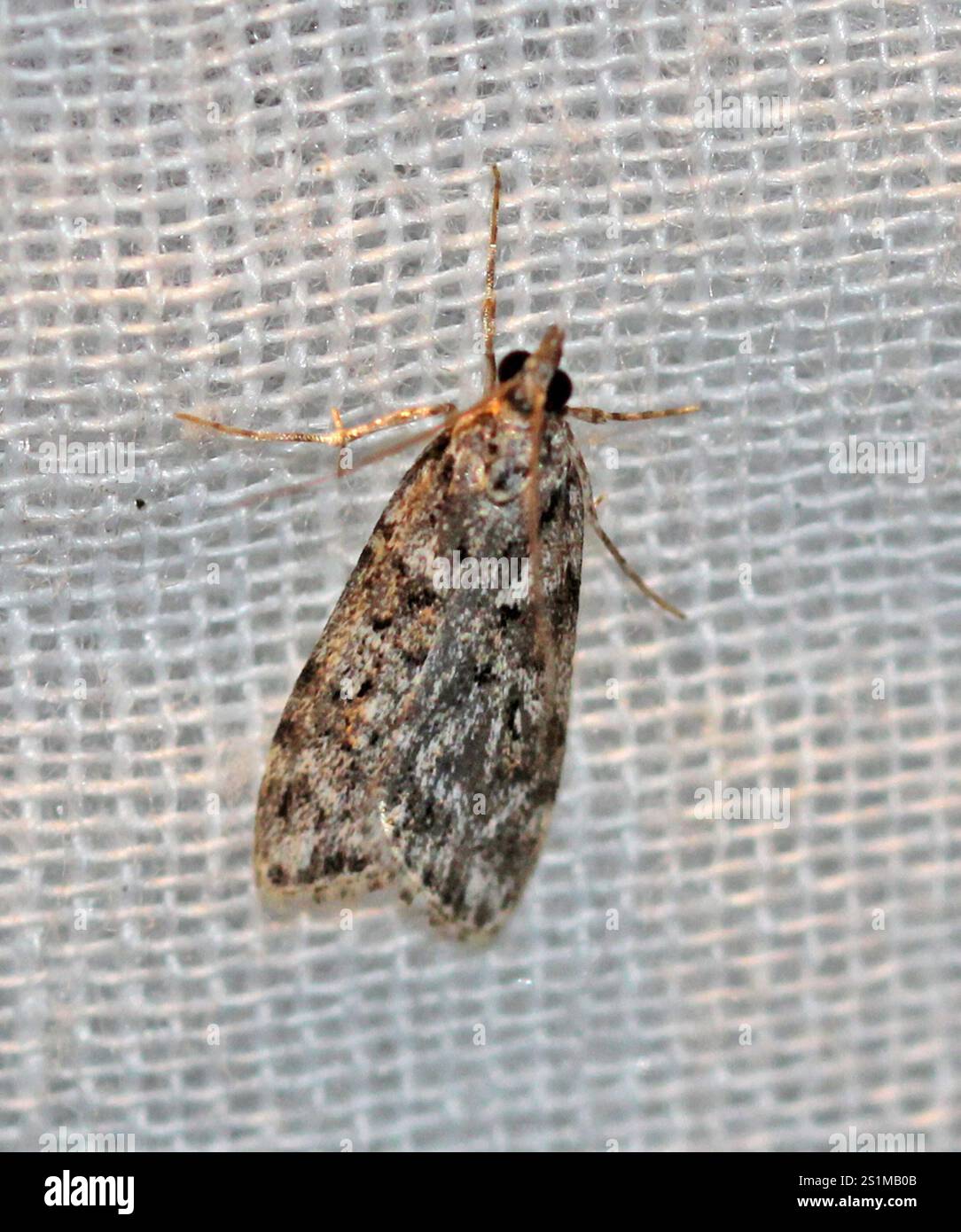 Double-striped Scoparia Moth (Scoparia biplagialis Stock Photo - Alamy