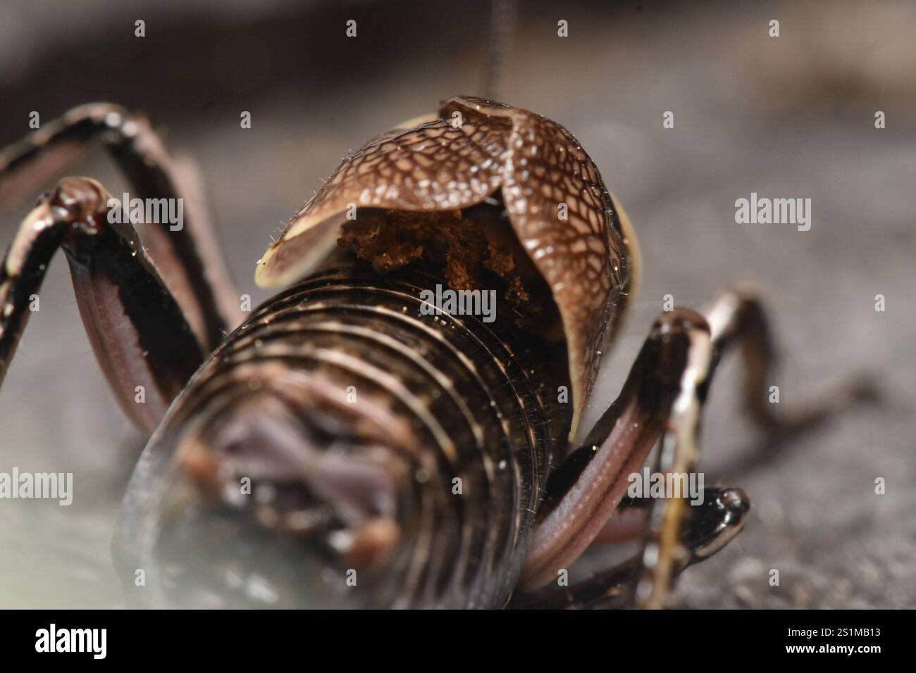 Great Grig (Cyphoderris monstrosa Stock Photo - Alamy