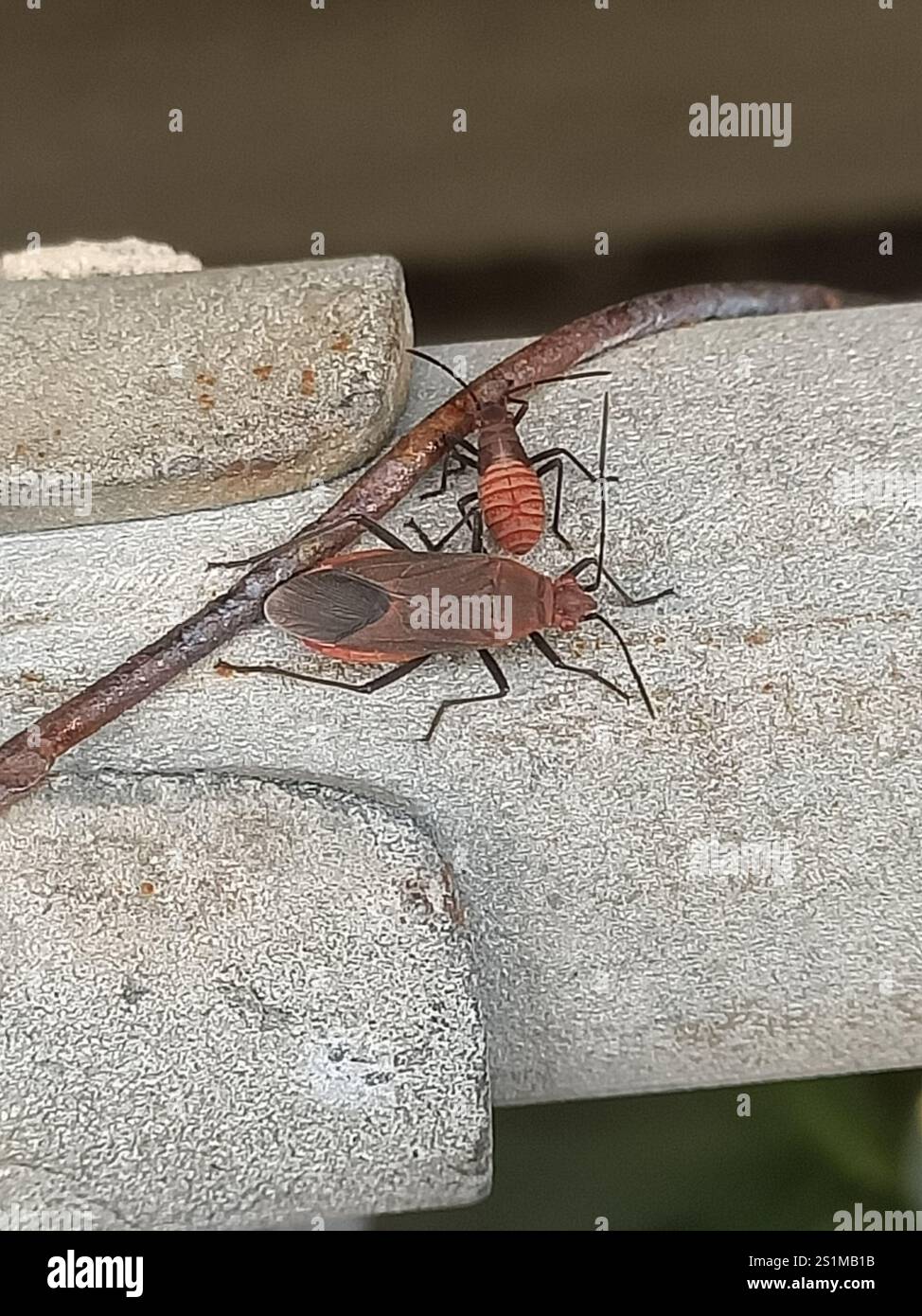 Old World Soapberry Bugs (Leptocoris Stock Photo - Alamy