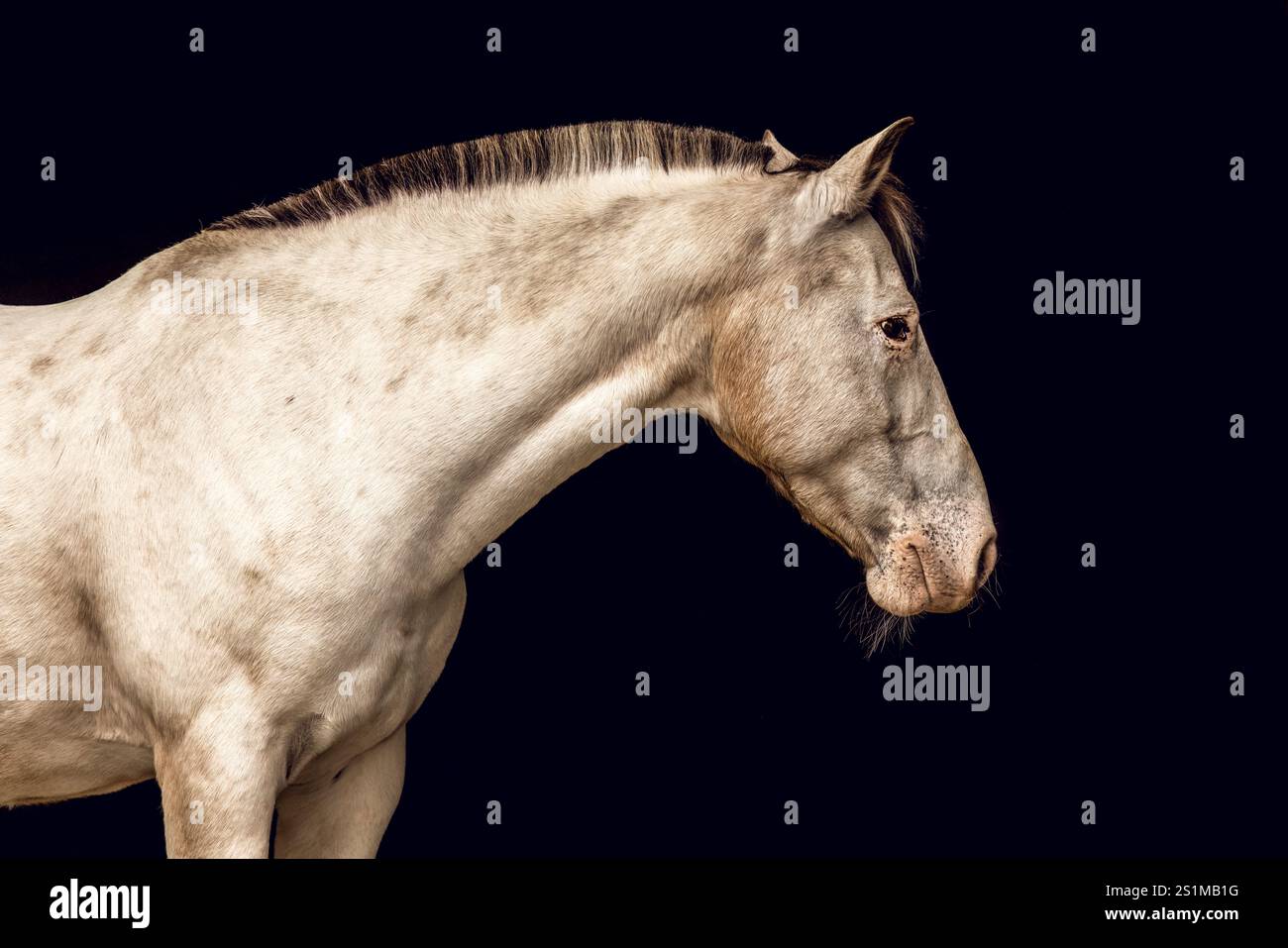 An appaloosa horse mare in front of black studio background. Black shot ...
