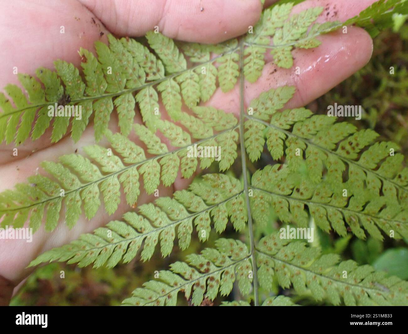 spreading wood fern (Dryopteris expansa Stock Photo - Alamy