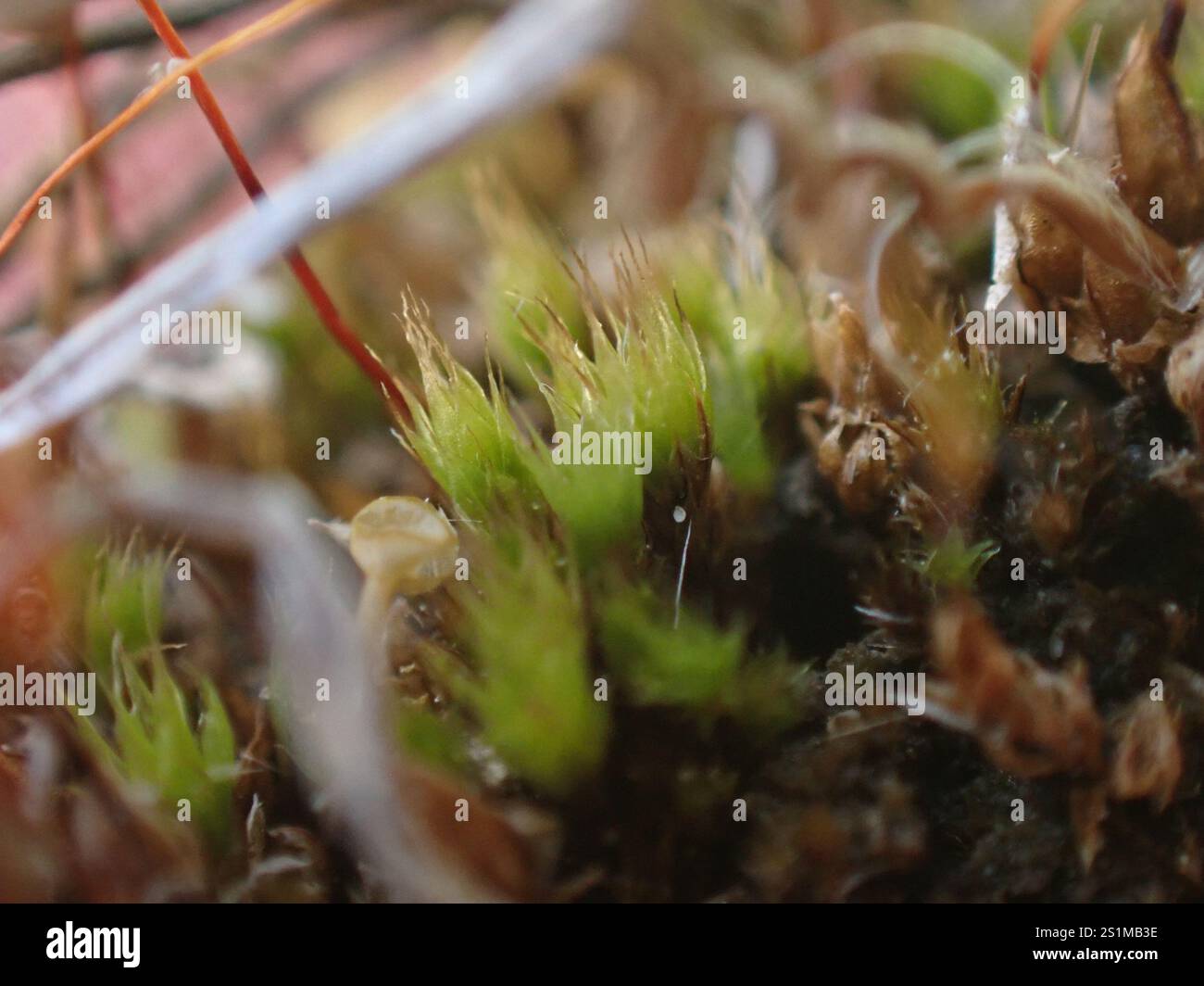 Bonfire moss (Funaria hygrometrica Stock Photo - Alamy
