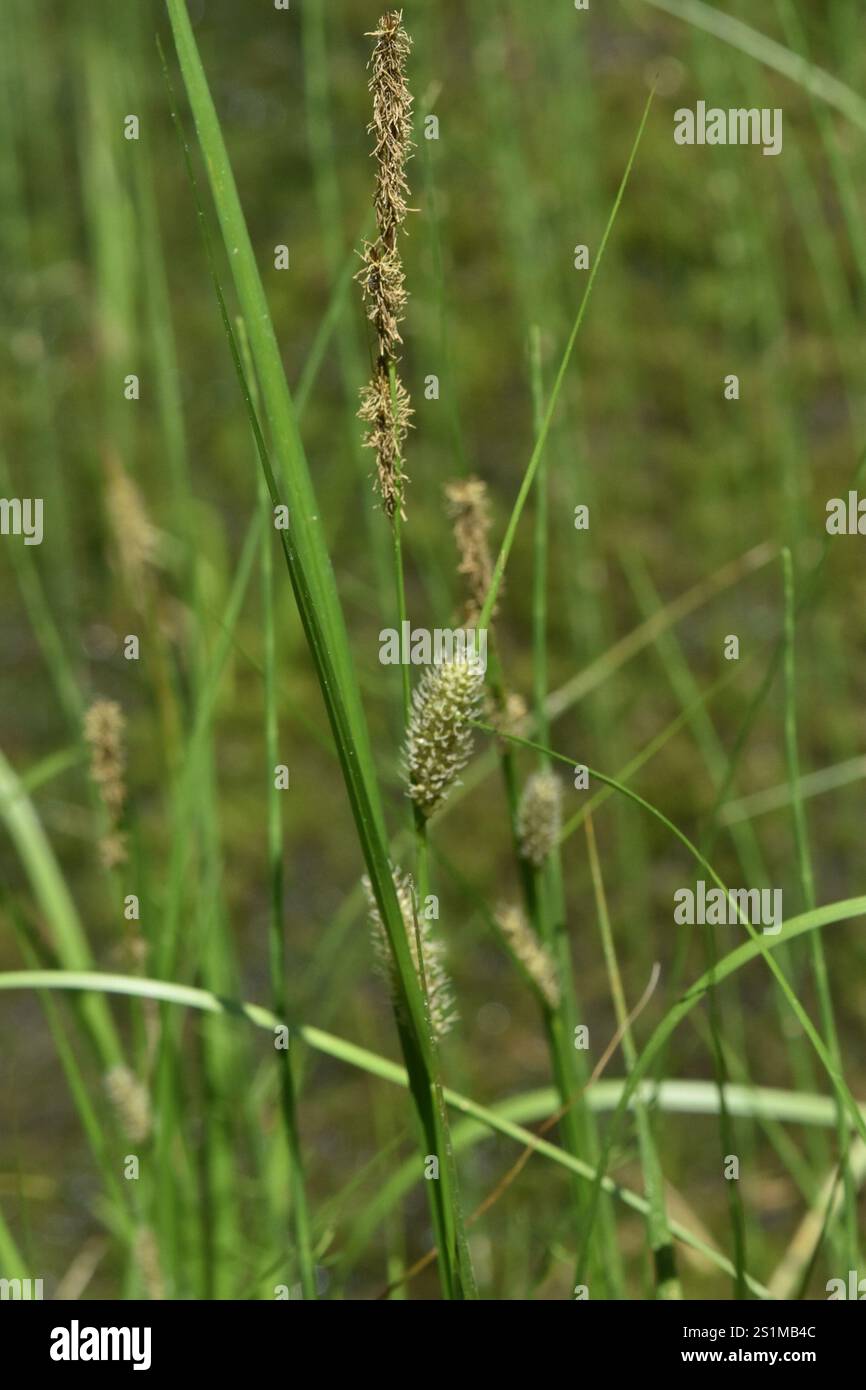 true sedges (Carex Stock Photo - Alamy