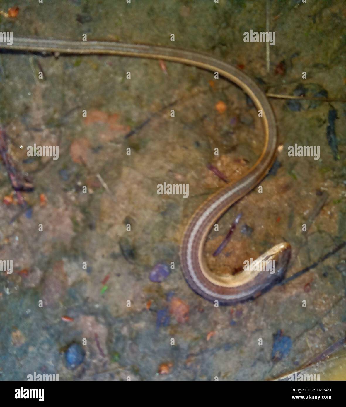 Cape Snake Lizard (Chamaesaura anguina Stock Photo - Alamy