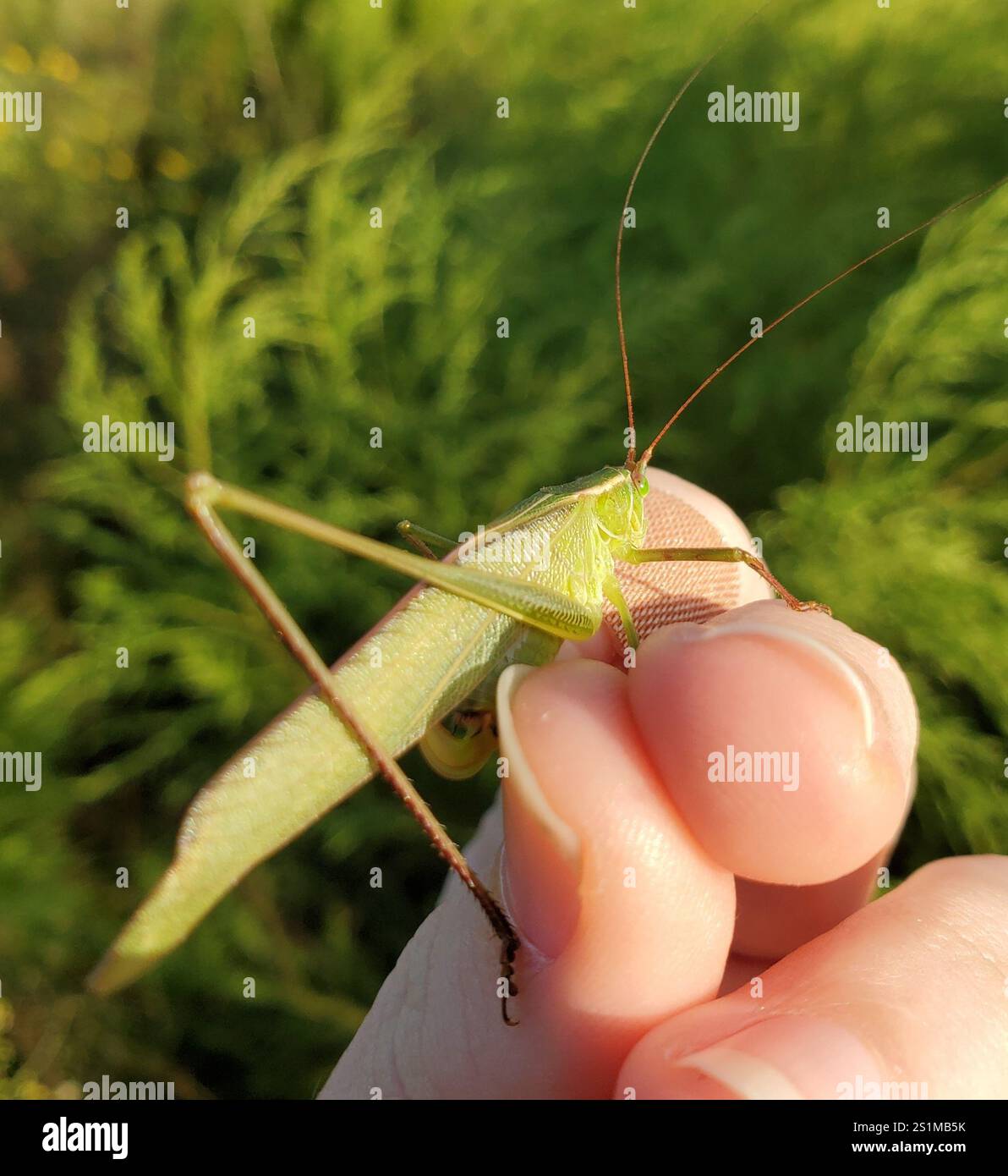 Curve-tailed Bush Katydid (Scudderia curvicauda Stock Photo - Alamy