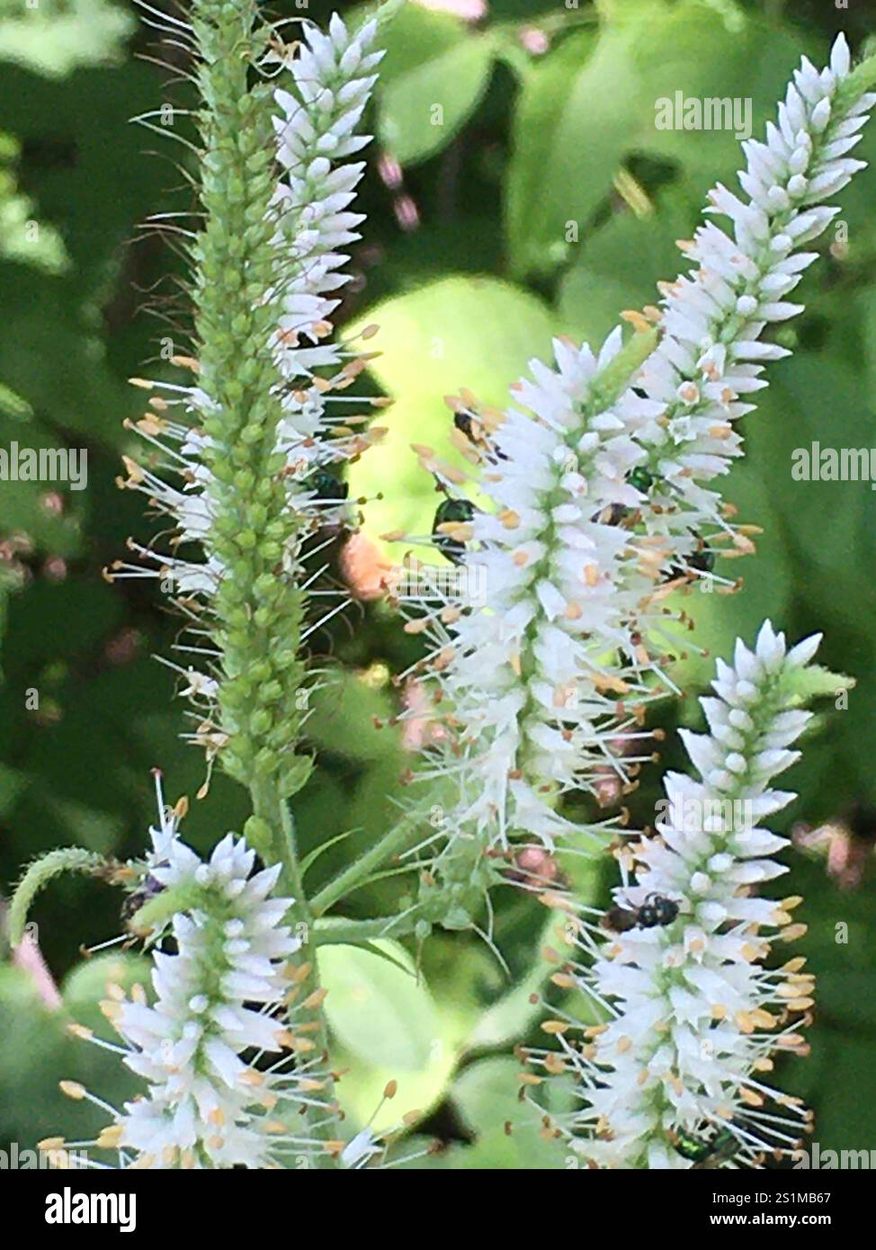 Culver's root (Veronicastrum virginicum Stock Photo - Alamy