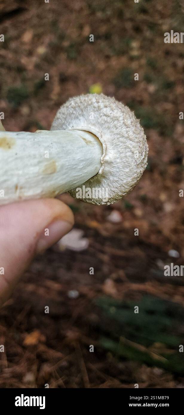 Pineapple Bolete (Boletellus ananas Stock Photo - Alamy