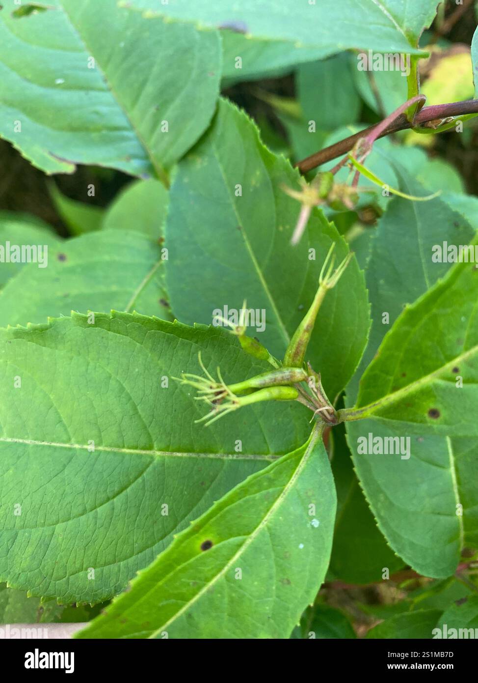 northern bush honeysuckle (Diervilla lonicera Stock Photo - Alamy