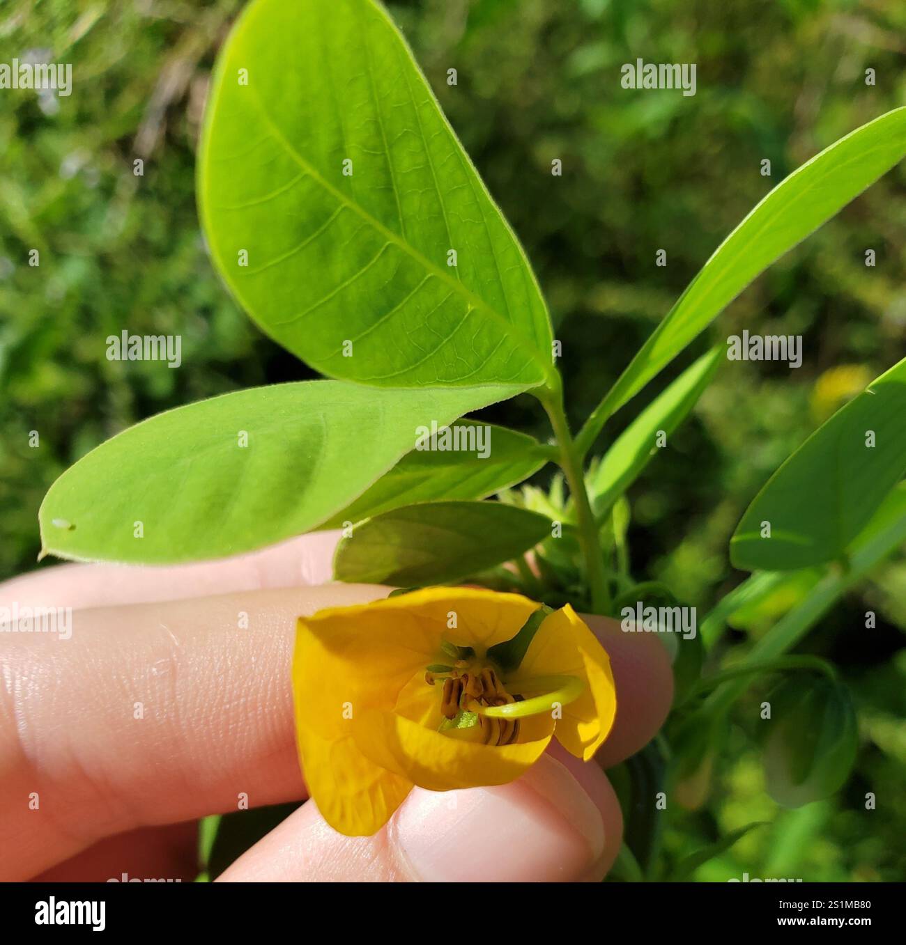 American Sicklepod (Senna obtusifolia Stock Photo - Alamy