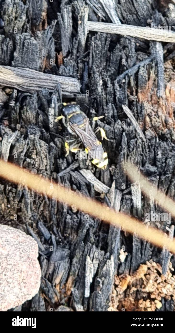 Square-headed Wasps, Sand Wasps, and Allies (Crabronidae Stock Photo ...