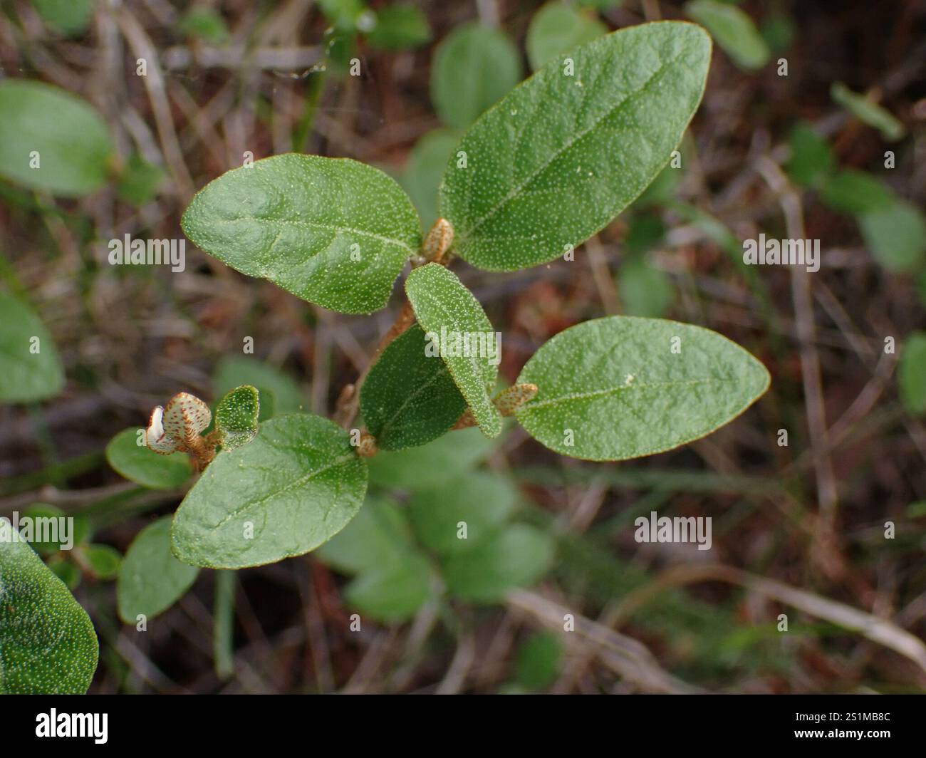 Canadian buffalo-berry (Shepherdia canadensis Stock Photo - Alamy