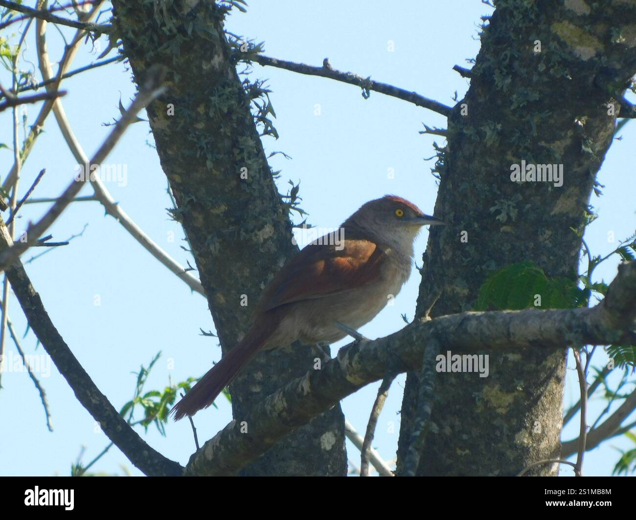 Greater Thornbird (Phacellodomus ruber Stock Photo - Alamy