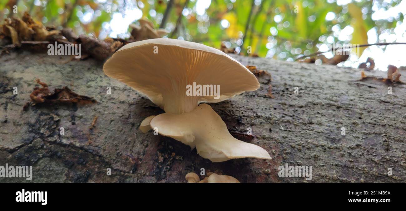 pale oyster (Pleurotus pulmonarius Stock Photo - Alamy