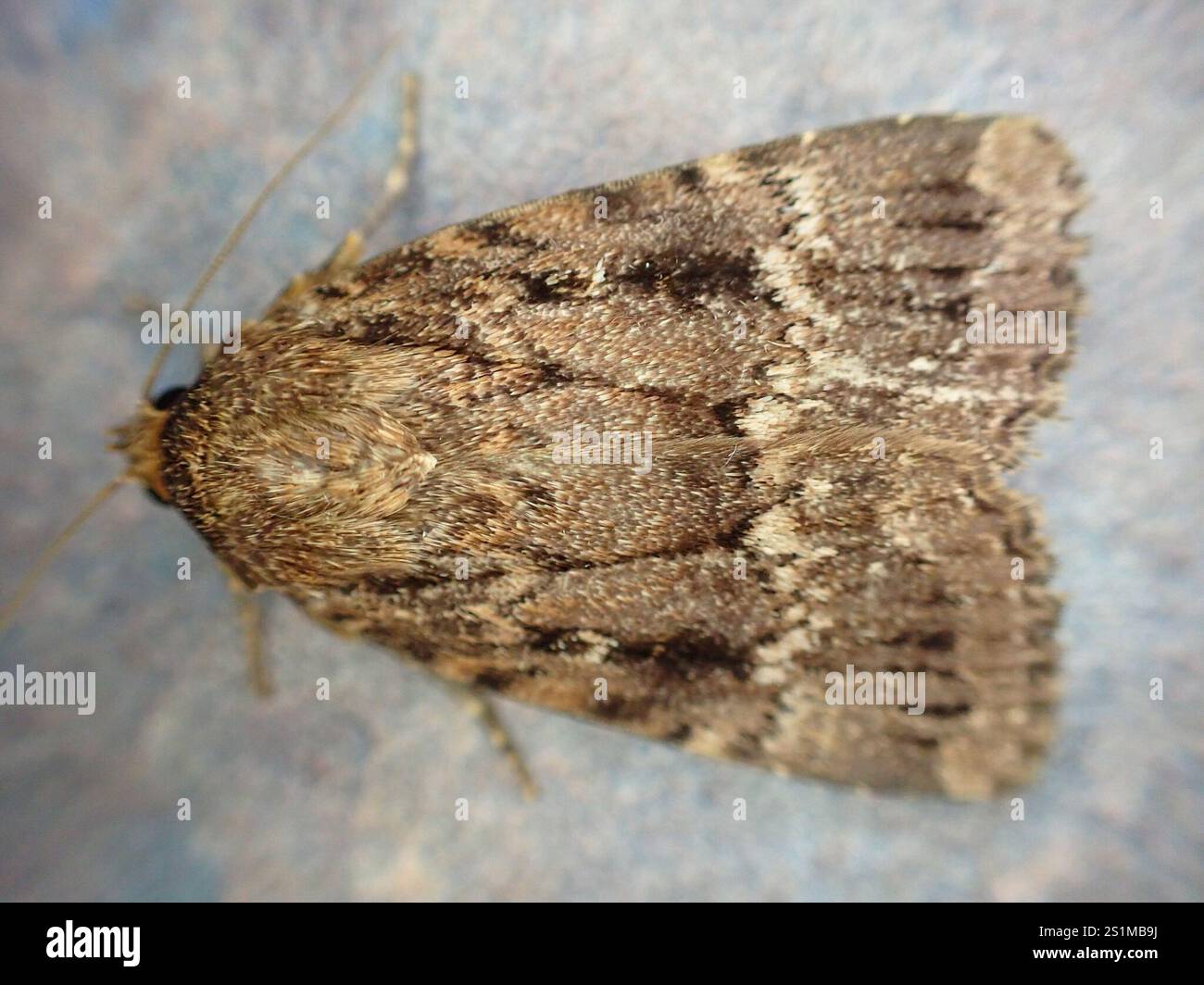 Eurasian Copper Underwing Complex (Amphipyra pyramidea Stock Photo - Alamy