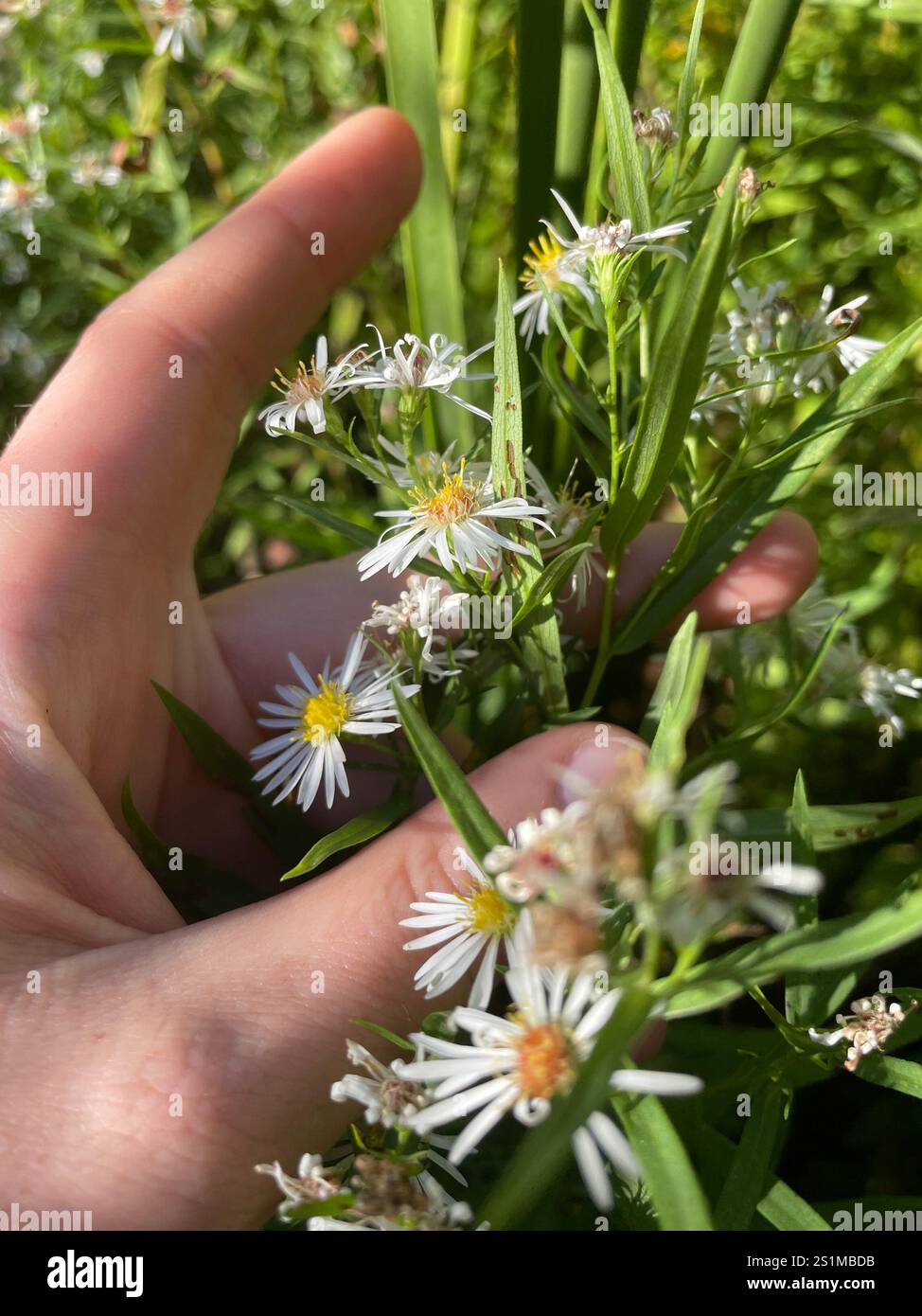 panicled aster (Symphyotrichum lanceolatum Stock Photo - Alamy
