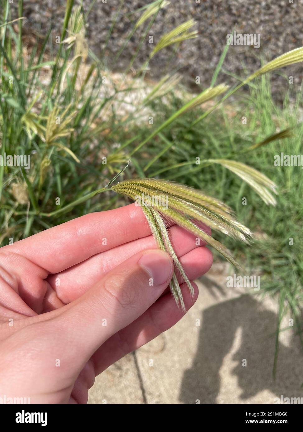 feather finger grass (Chloris virgata Stock Photo - Alamy