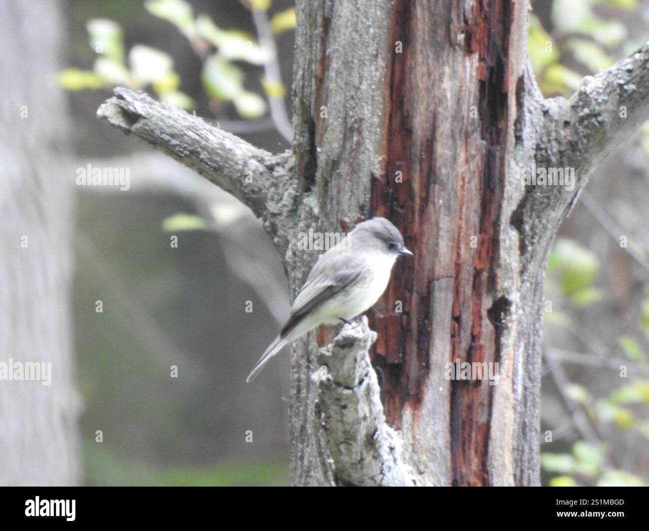 Eastern Phoebe (Sayornis phoebe Stock Photo - Alamy