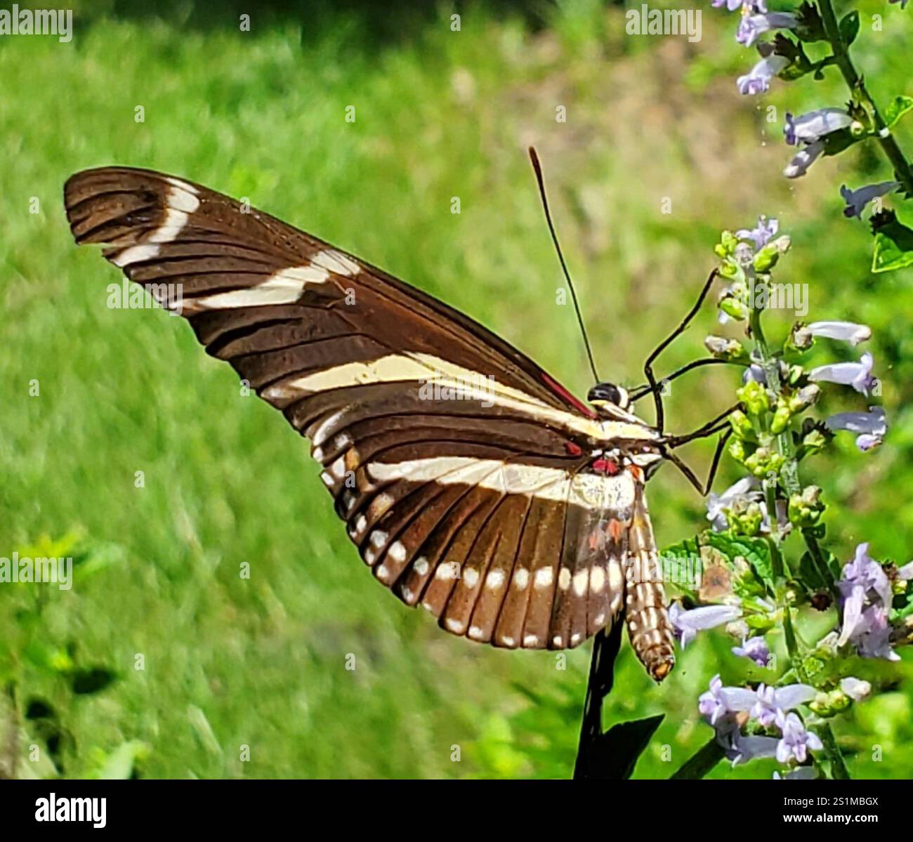 Zebra Longwing (Heliconius charithonia Stock Photo - Alamy