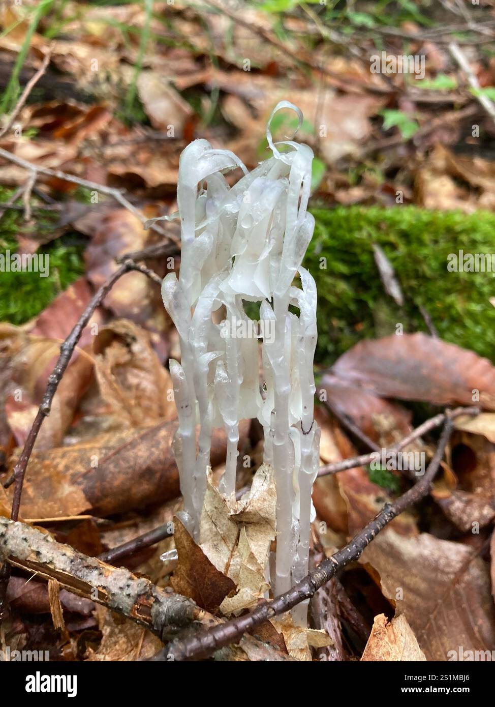 Ghost Pipe (Monotropa uniflora Stock Photo - Alamy