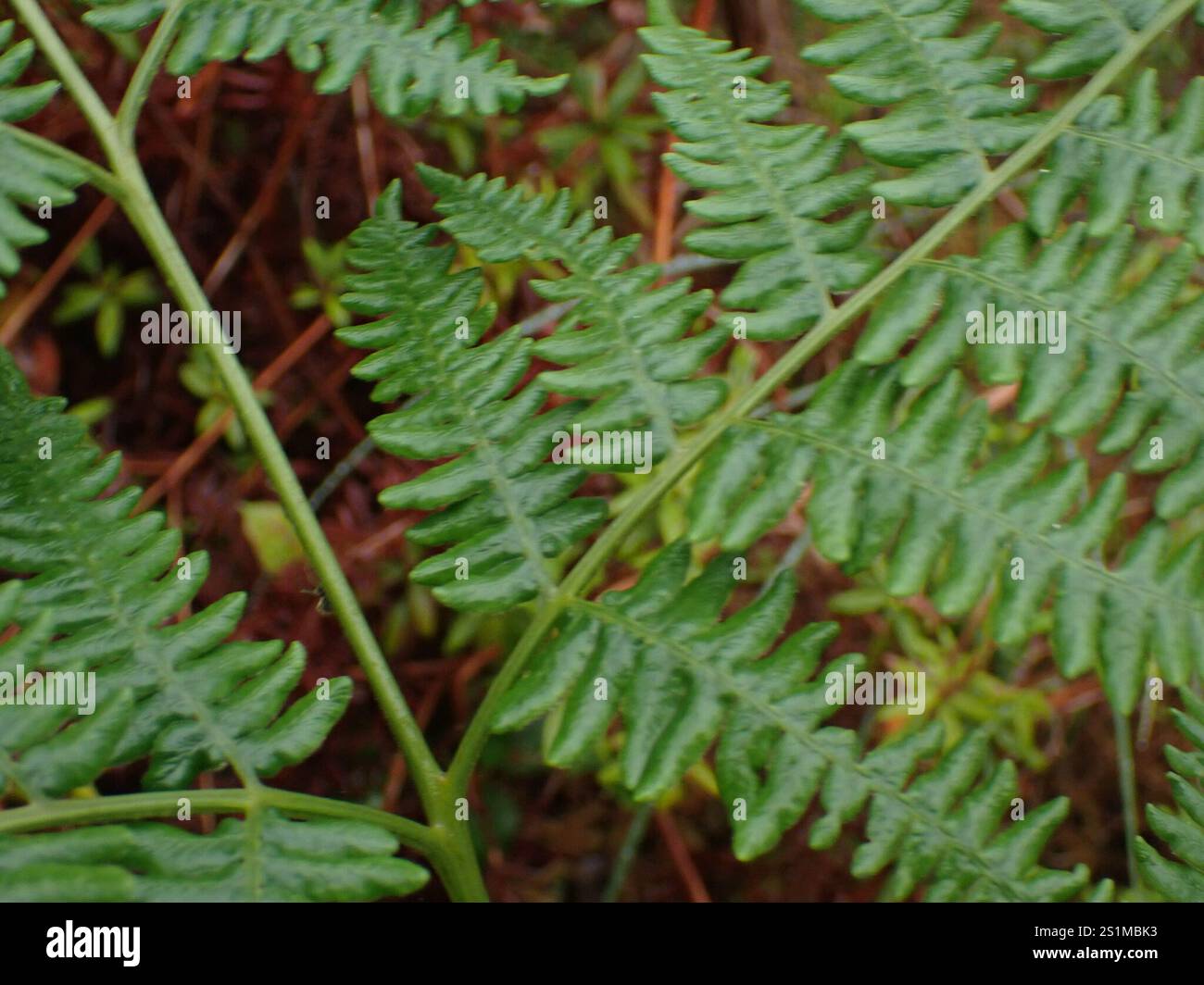 common bracken (Pteridium aquilinum Stock Photo - Alamy