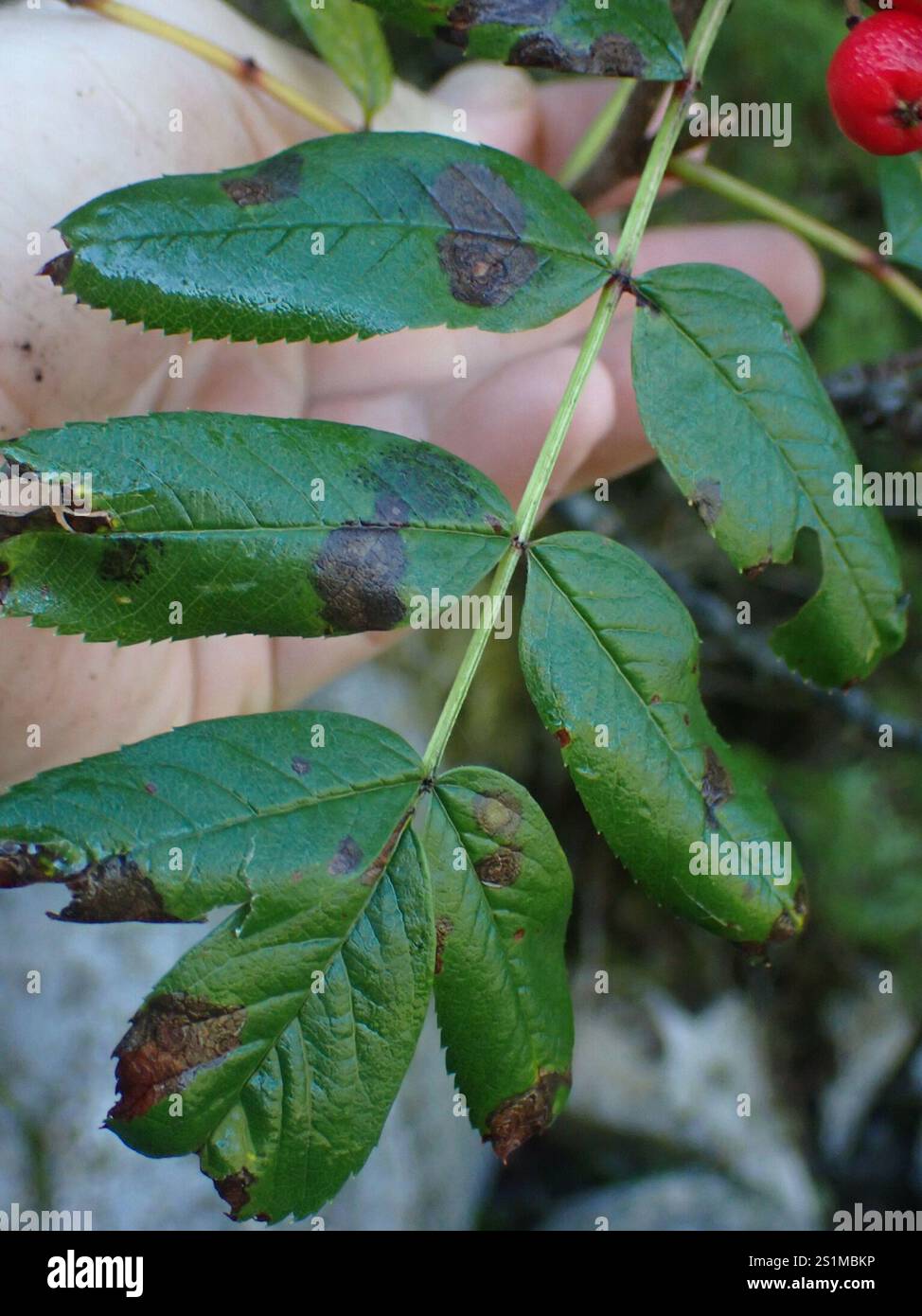 Sitka Mountain-Ash (Sorbus sitchensis Stock Photo - Alamy