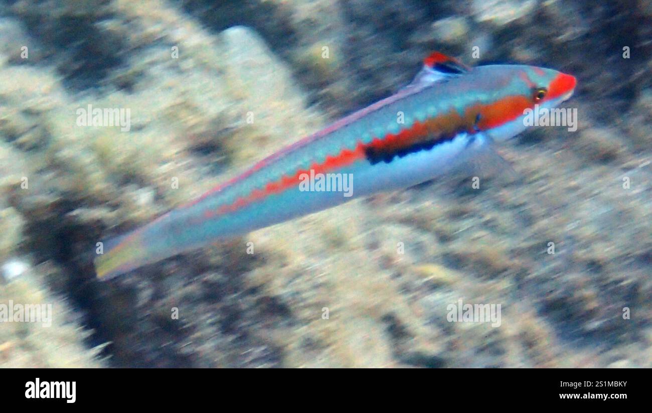 Mediterranean Rainbow Wrasse (Coris julis Stock Photo - Alamy