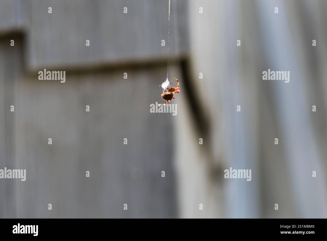 SPAWN: A spider dangling in between two residential homes swings like a ...