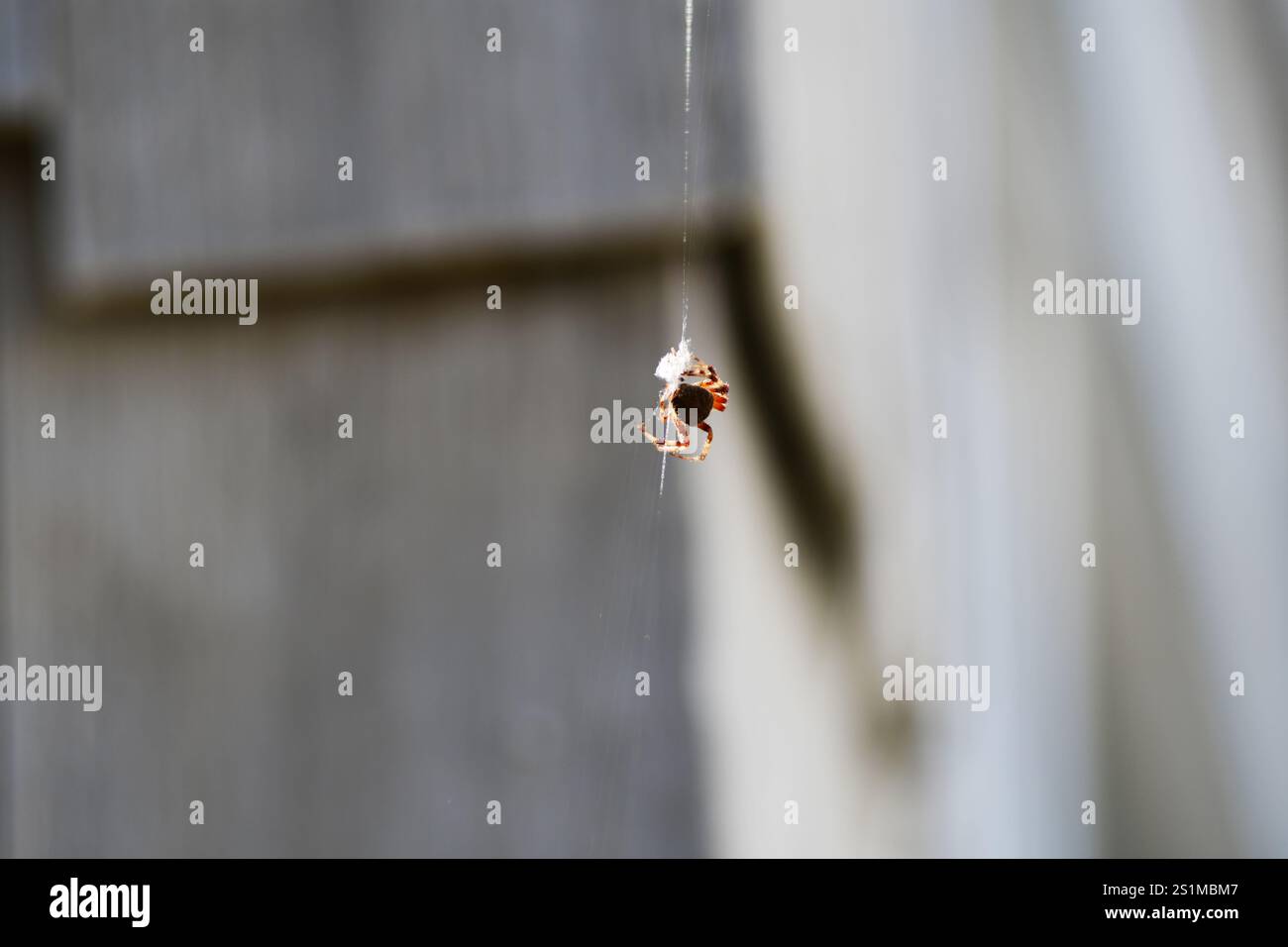 SPAWN: A spider dangling in between two residential homes swings like a ...