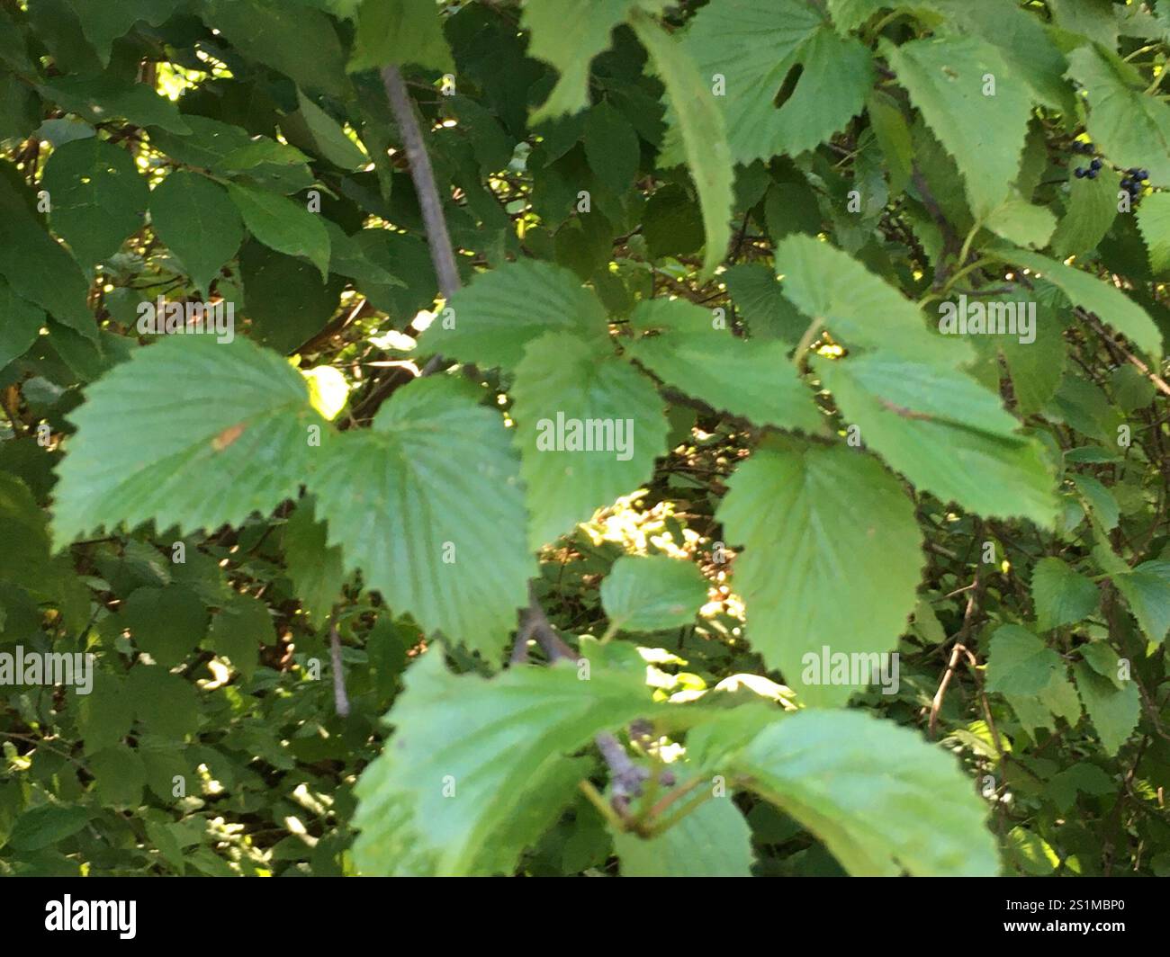 northern arrowwood (Viburnum recognitum Stock Photo - Alamy