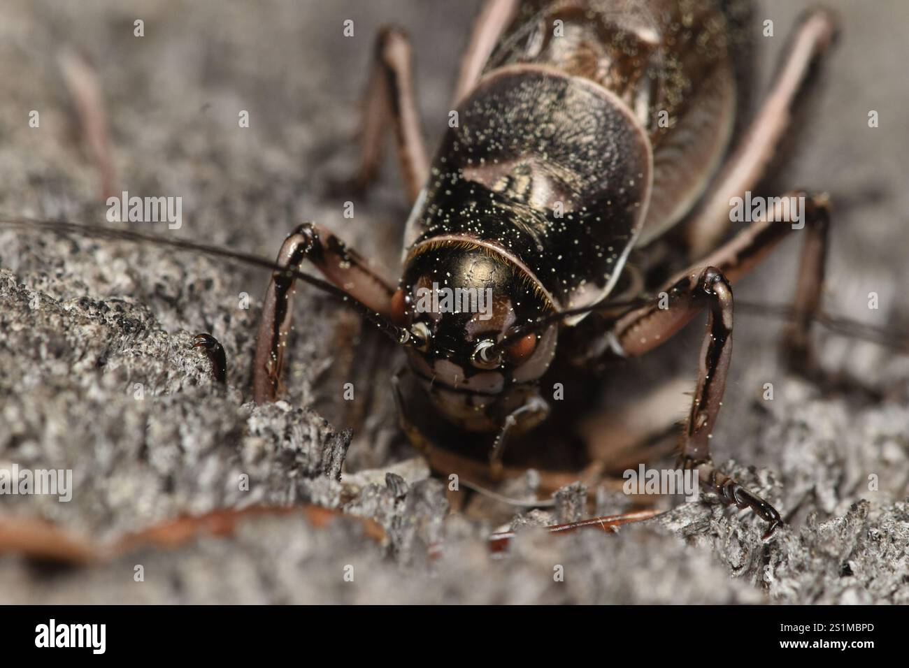 Great Grig (Cyphoderris monstrosa Stock Photo - Alamy