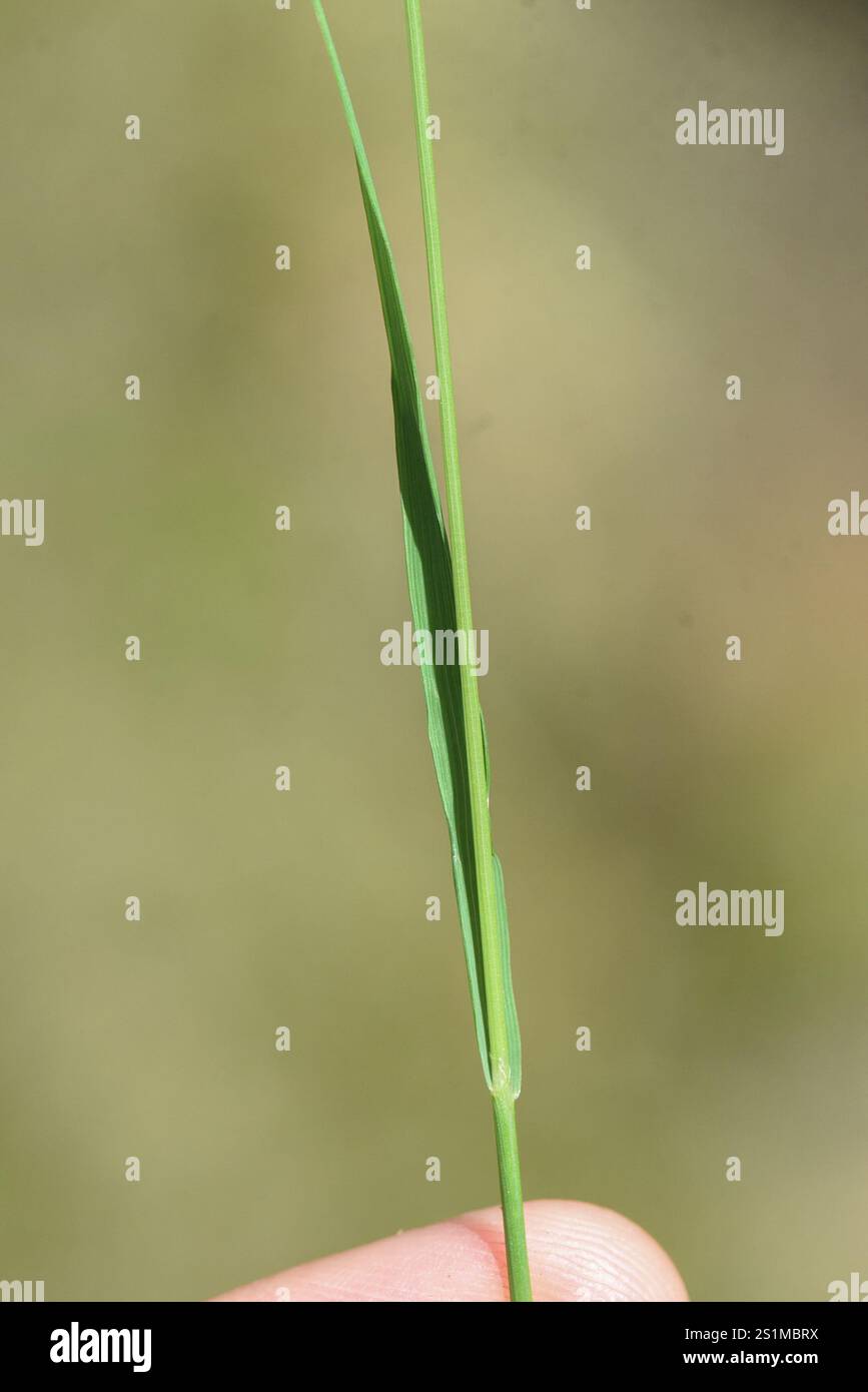 bent grass (Agrostis Stock Photo - Alamy
