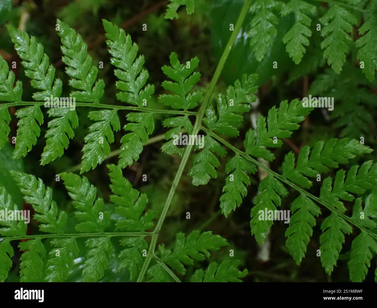 spreading wood fern (Dryopteris expansa Stock Photo - Alamy