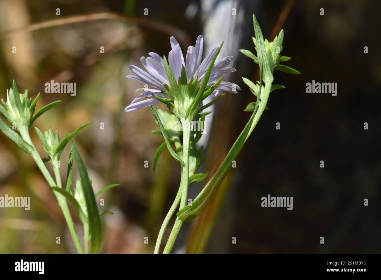 American asters (Symphyotrichum Stock Photo - Alamy